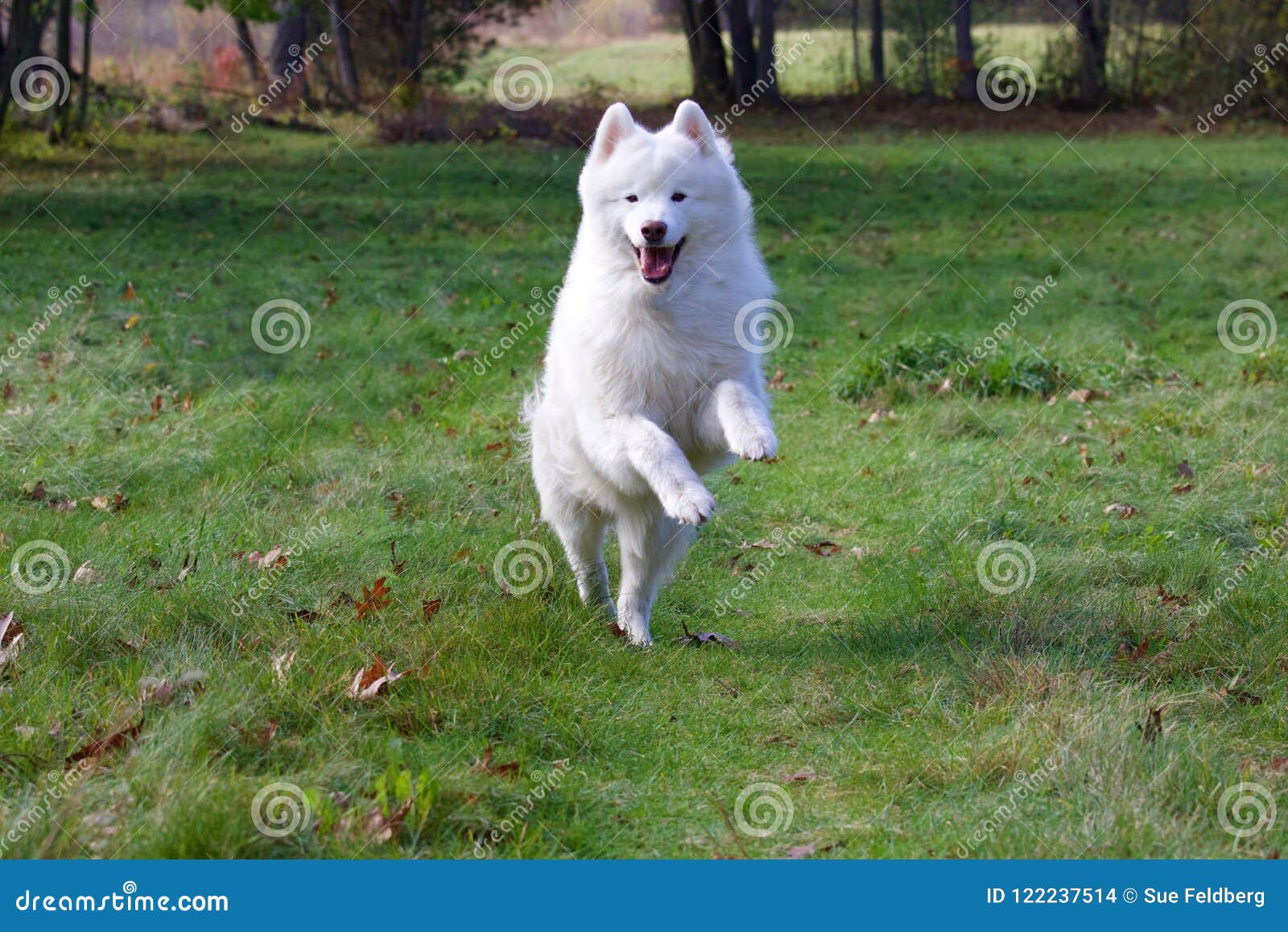 Playful Samoyed Running in a Field Stock Photo - Image of cute ...