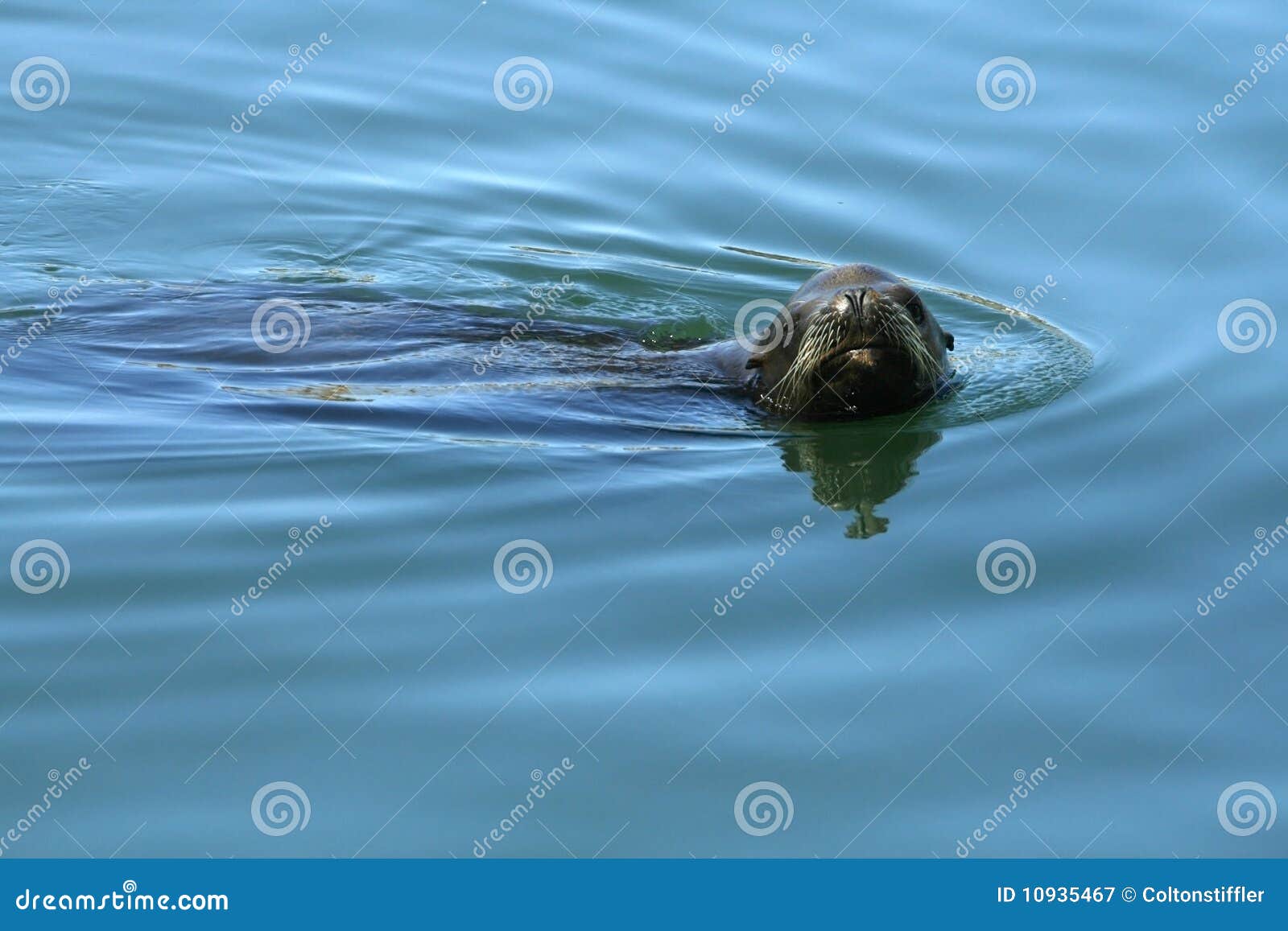 Playful Seal stock image. Image of mammal, swimming, playful - 10935467