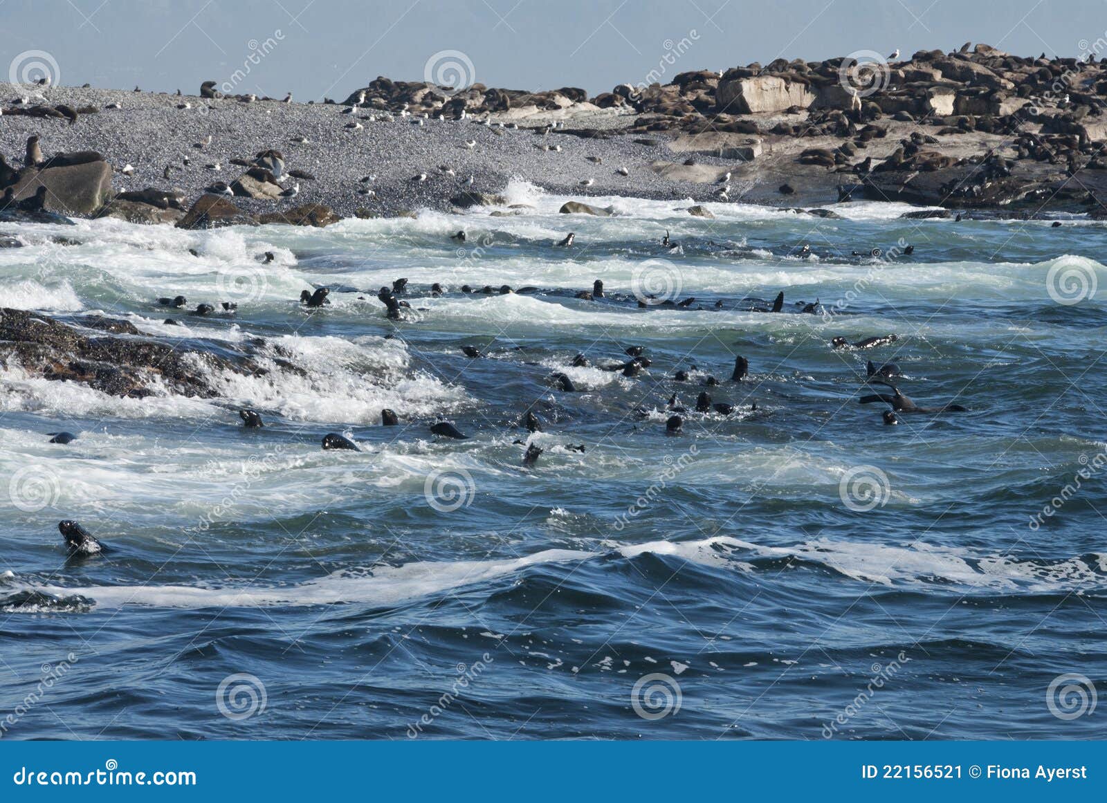 Playful seals stock image. Image of rocks, seals, island - 22156521