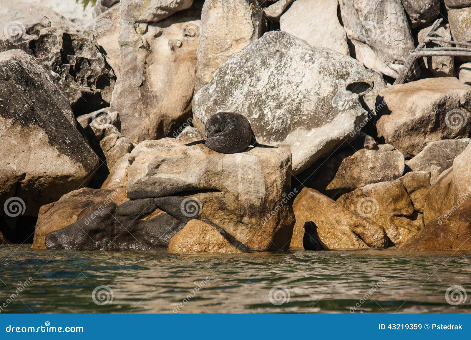 Playful seals stock image. Image of lions, basking, boulder - 43219359