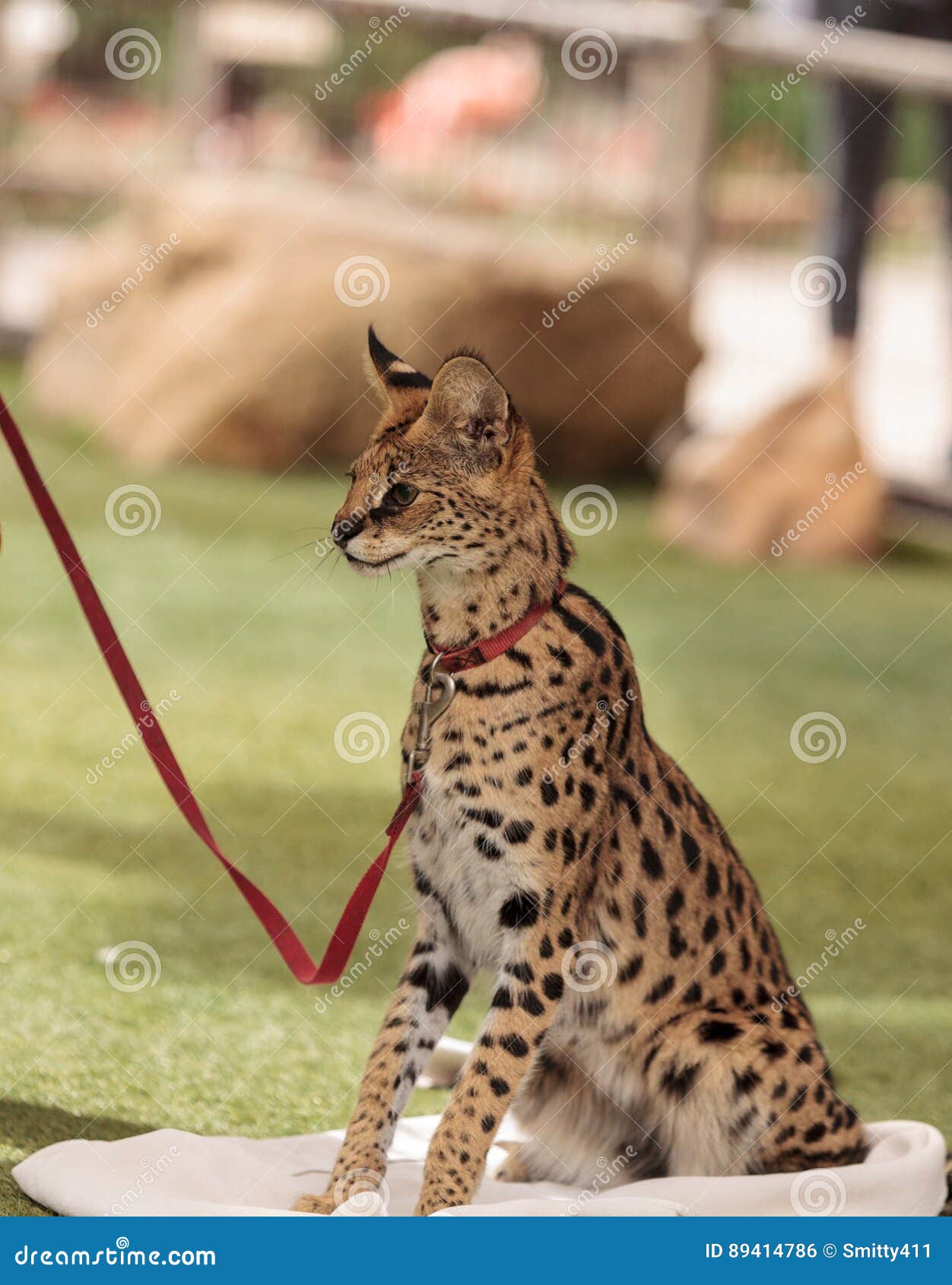 Playful Serval Cat Leptailurus Serval Stock Photo - Image of animal ...
