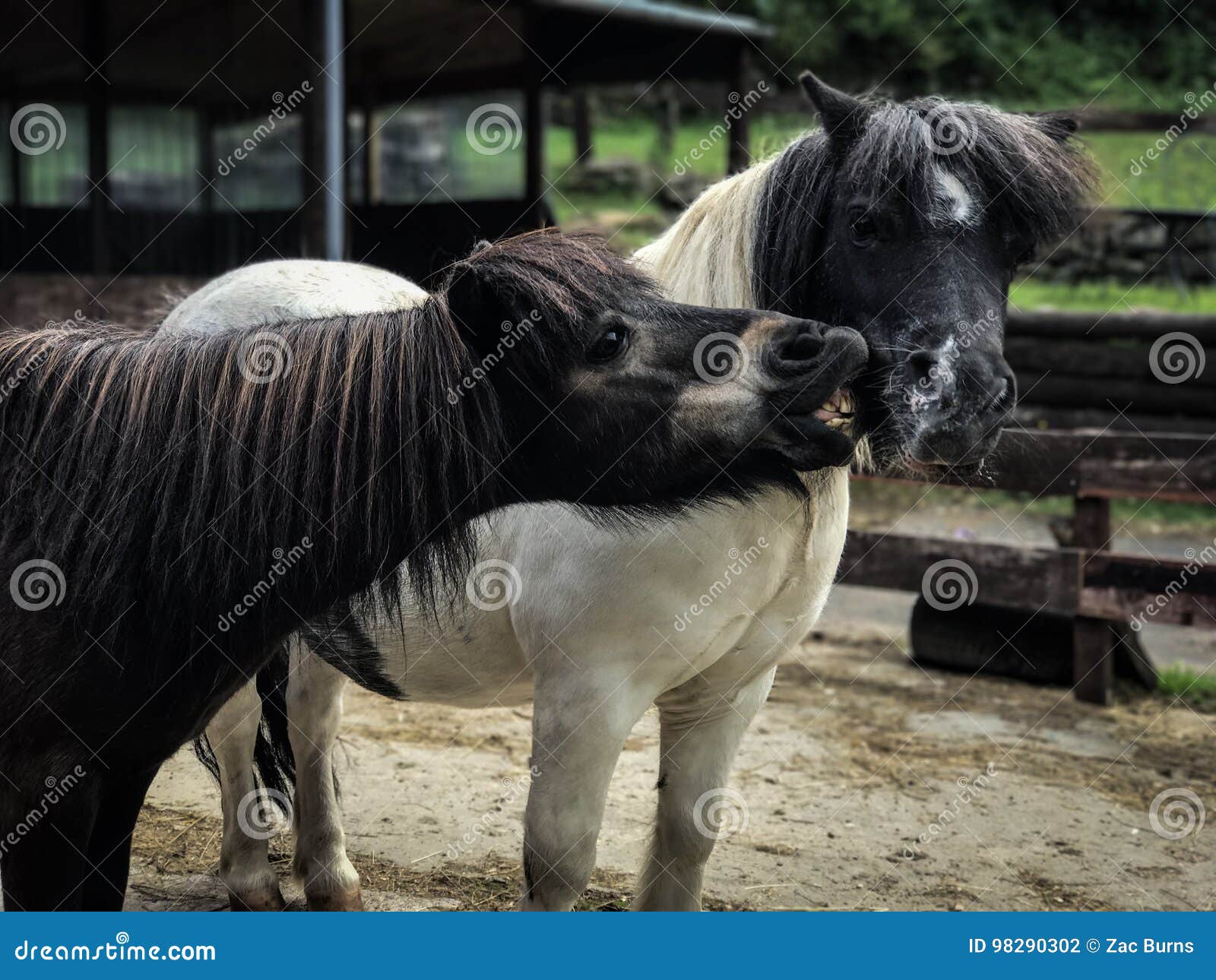 Playful Shetland ponies stock photo. Image of playful - 98290302