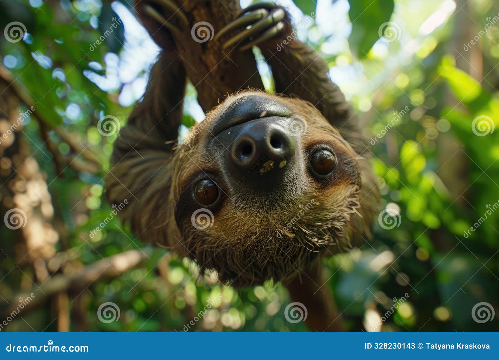 A Playful Sloth Hanging from a Tree, Looking at the Camera. Stock Image ...