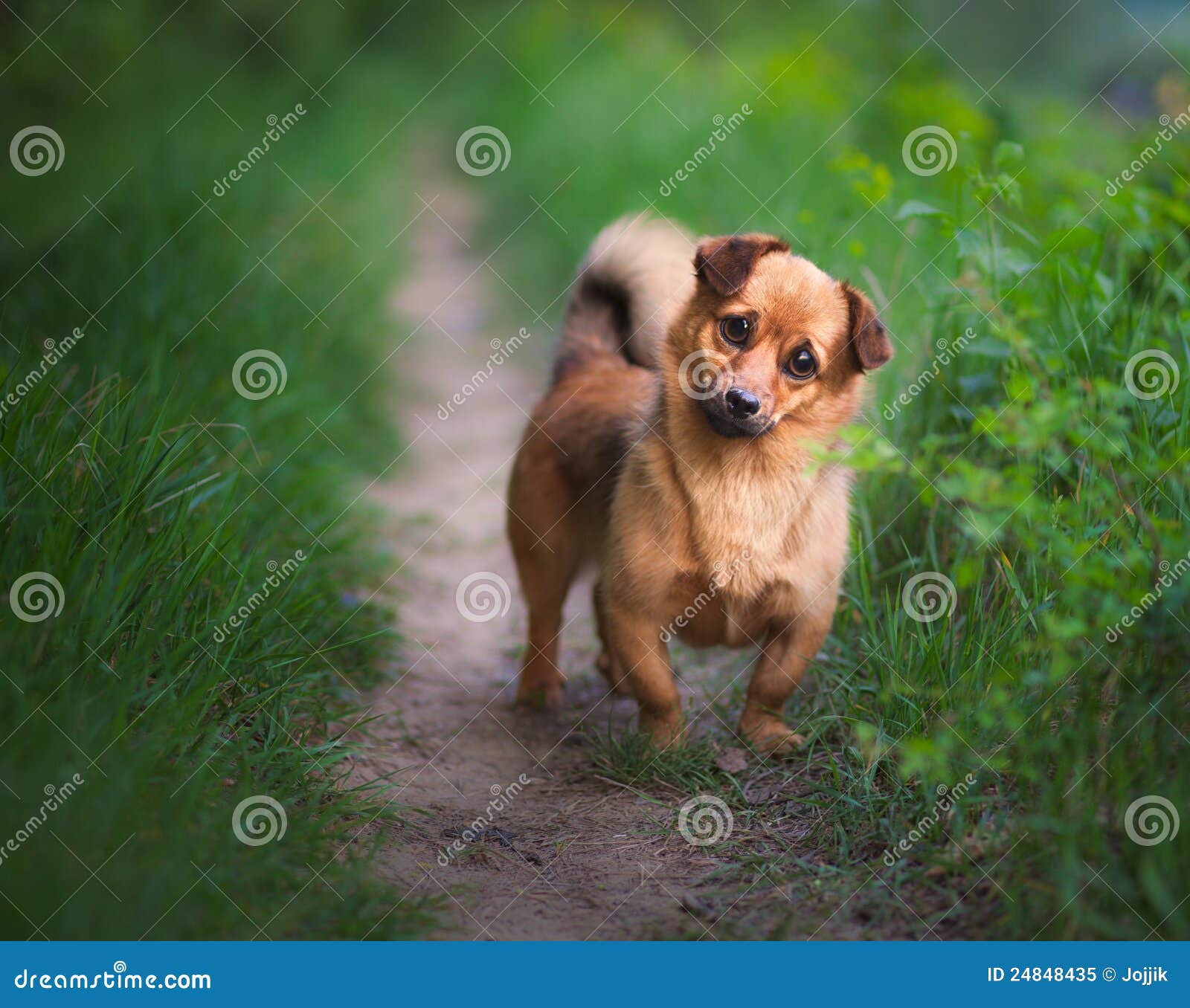 Playful small dog stock image. Image of front, puppy - 24848435