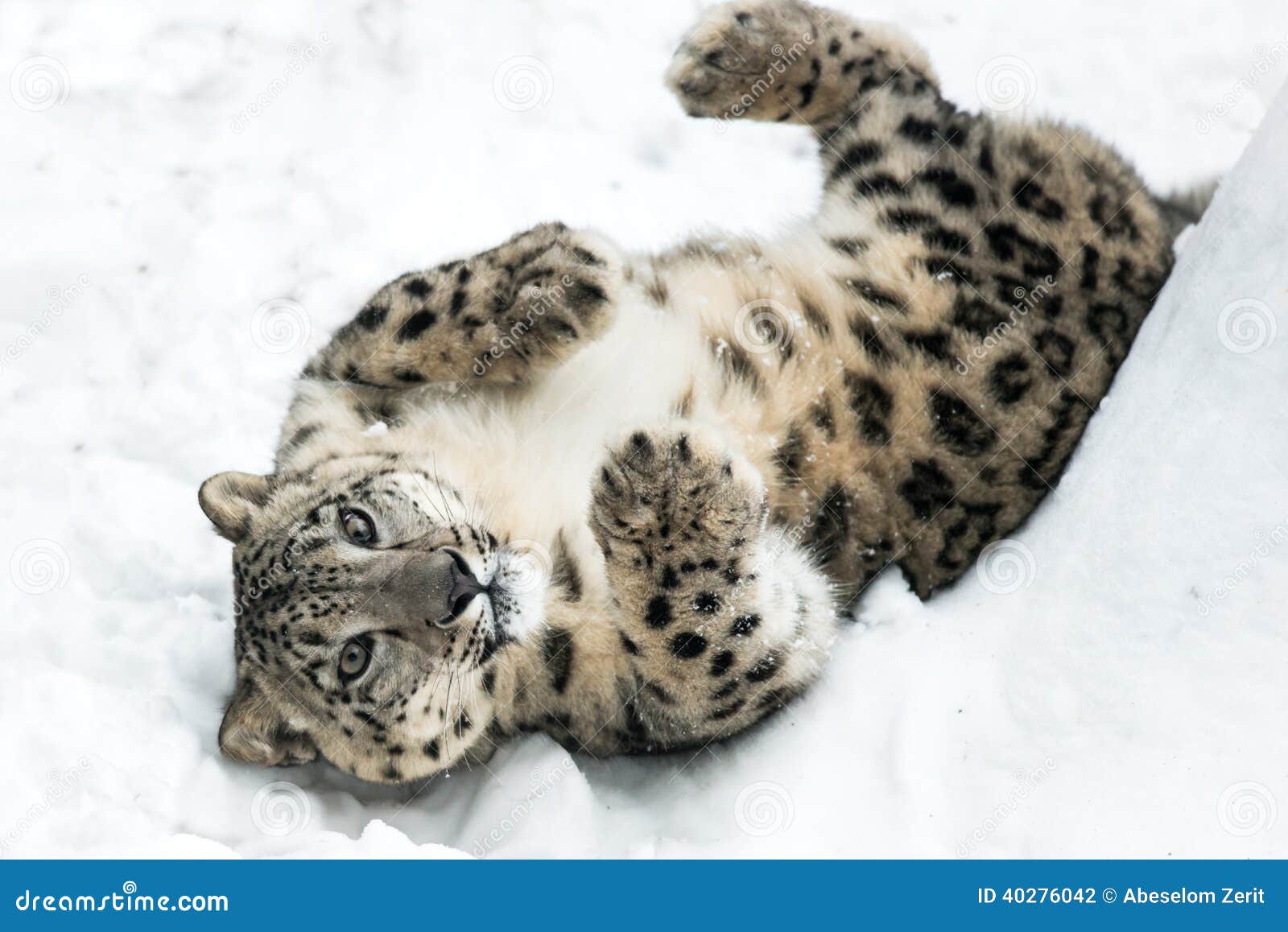 Playful Snow Leopard II stock photo. Image of male, leopard - 40276042