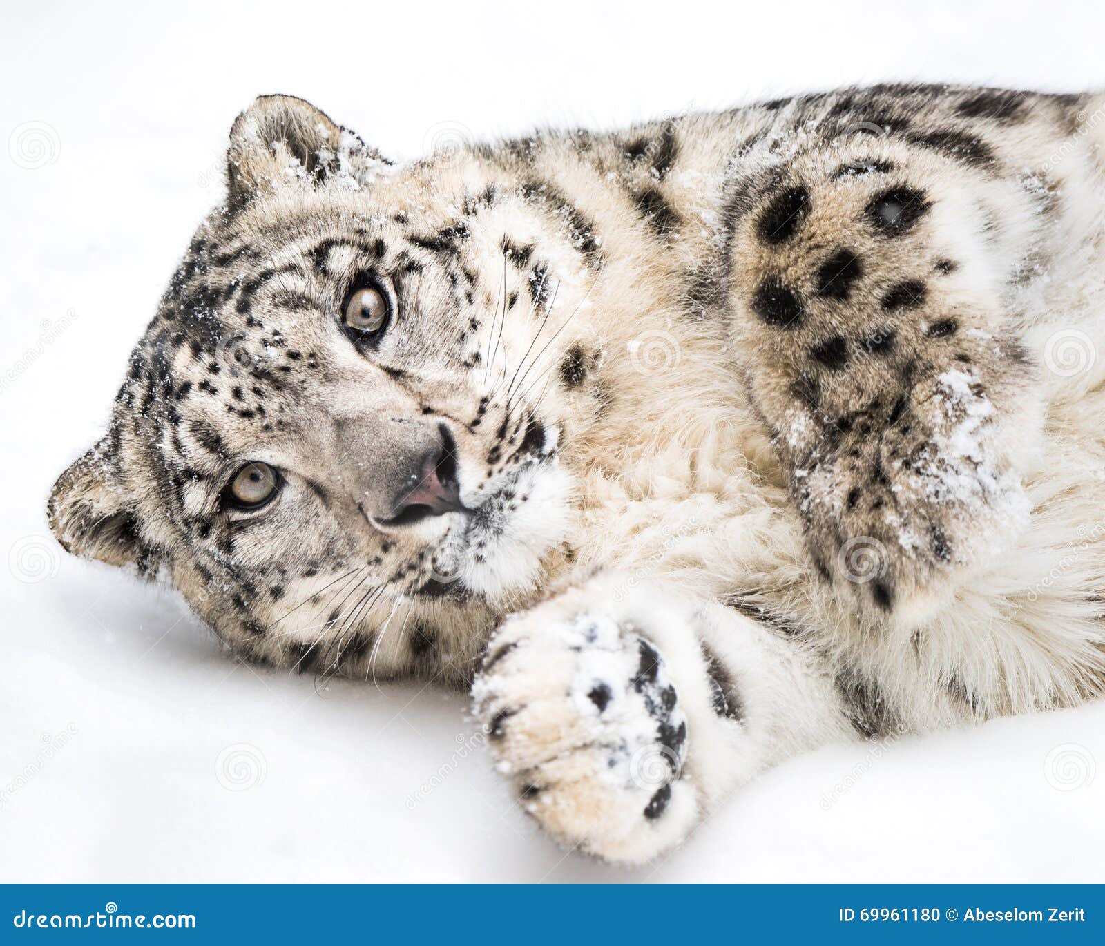 Playful Snow Leopard III stock photo. Image of feline - 69961180