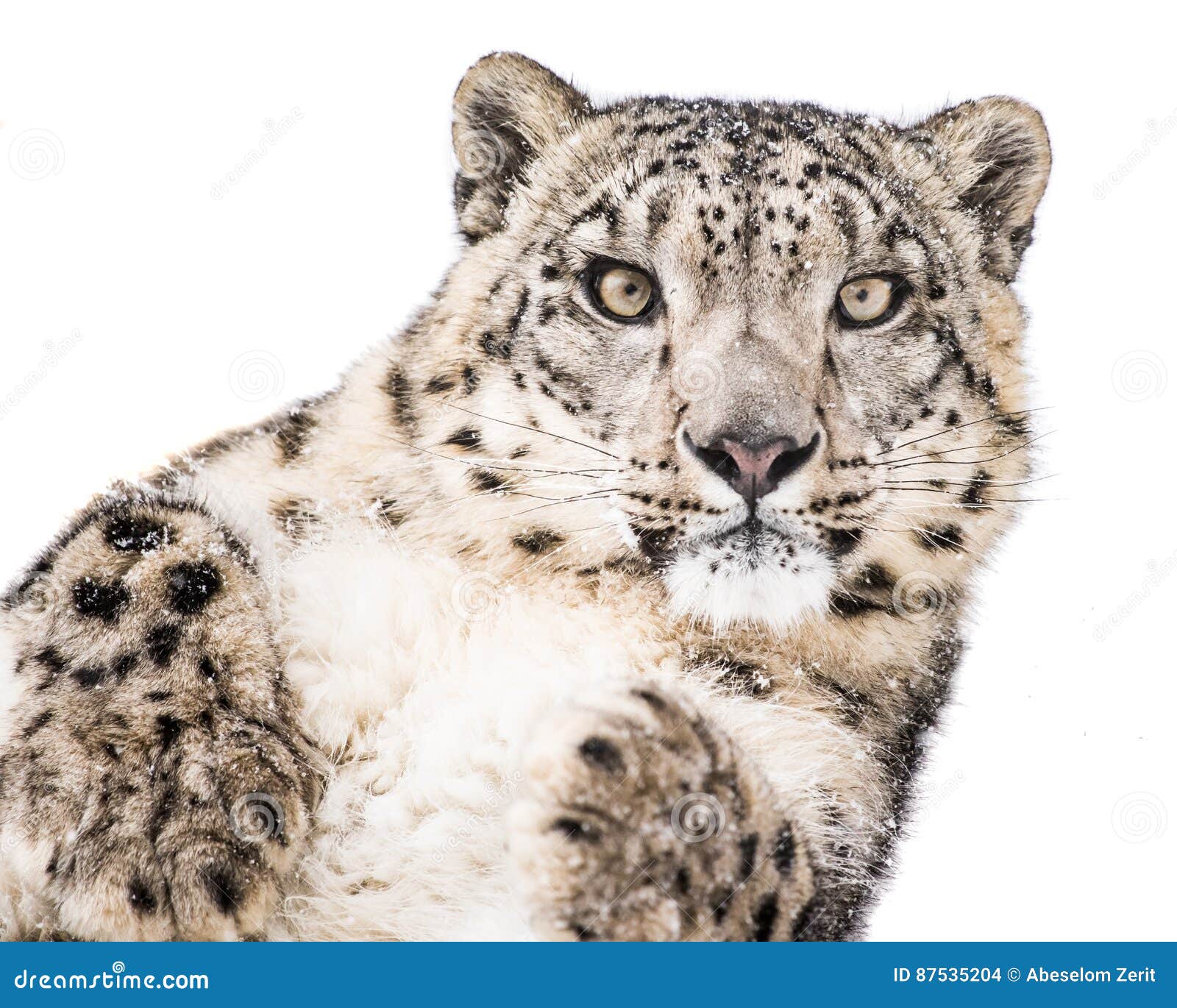 Playful Snow Leopard VI stock photo. Image of snowflakes - 87535204