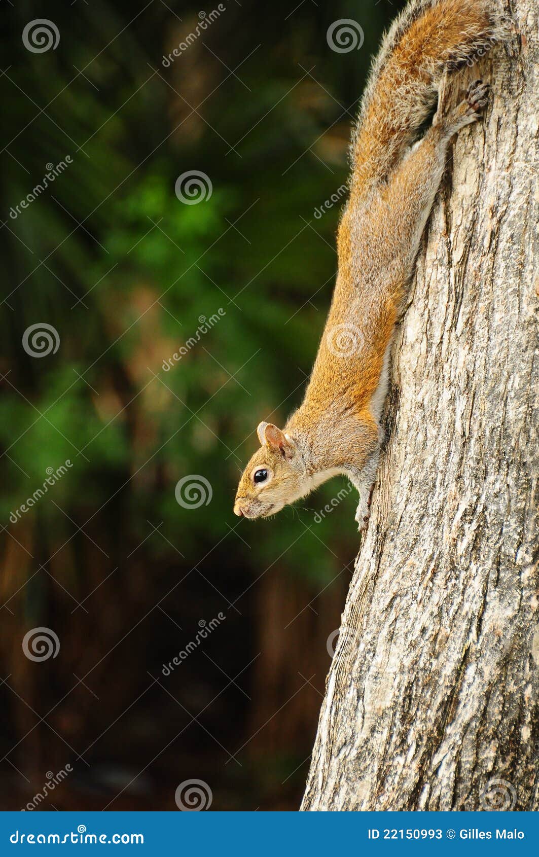 Playful Squirrel stock image. Image of play, brown, squirrels - 22150993