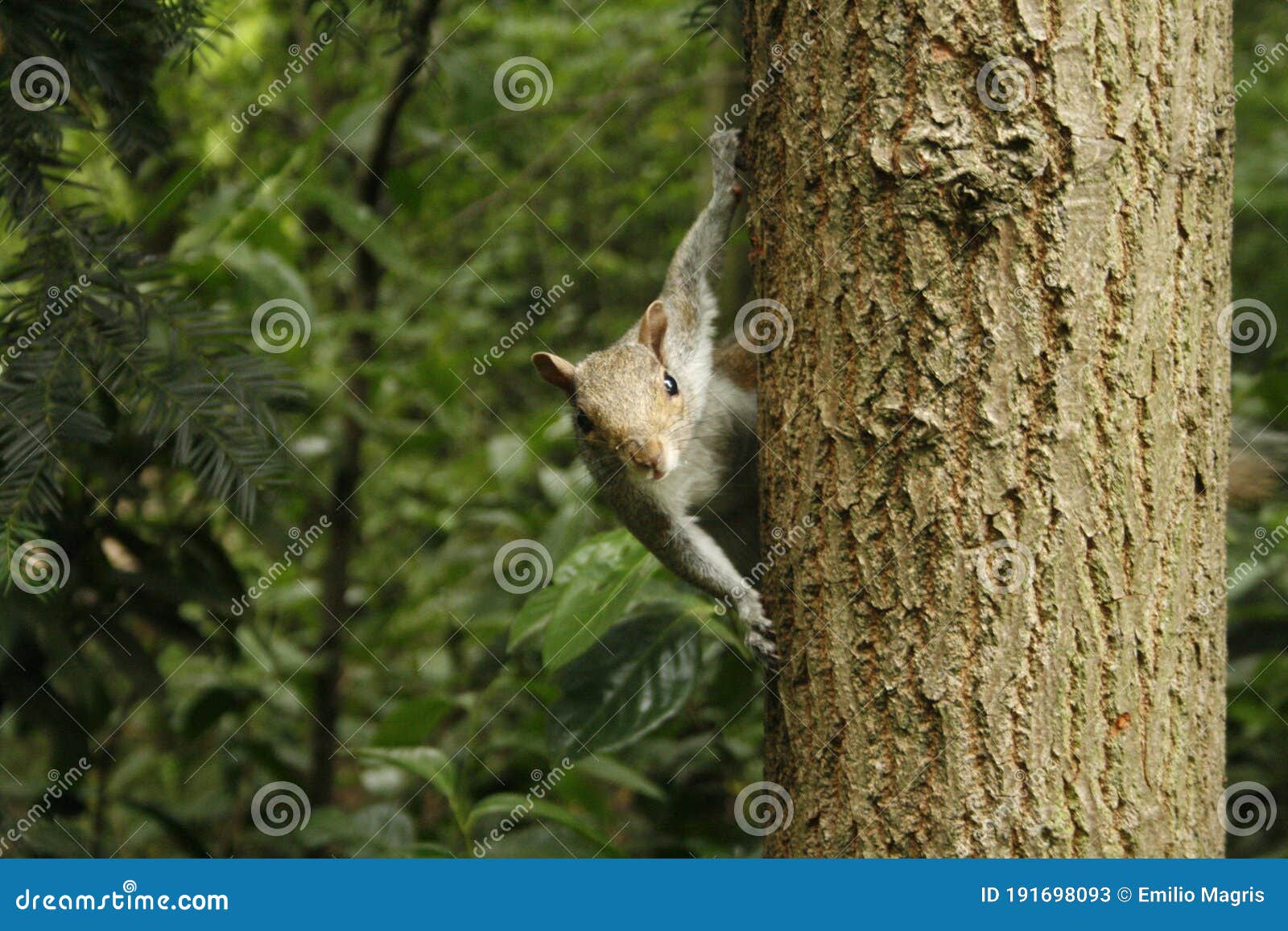 A mischief squirrel stock image. Image of playful, camera - 191698093