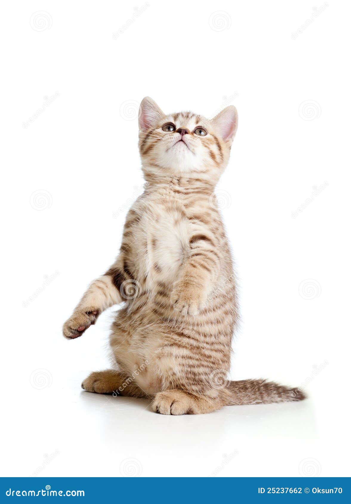 Playful Standing Tabby Cat Kitten Stock Photo - Image of animal ...