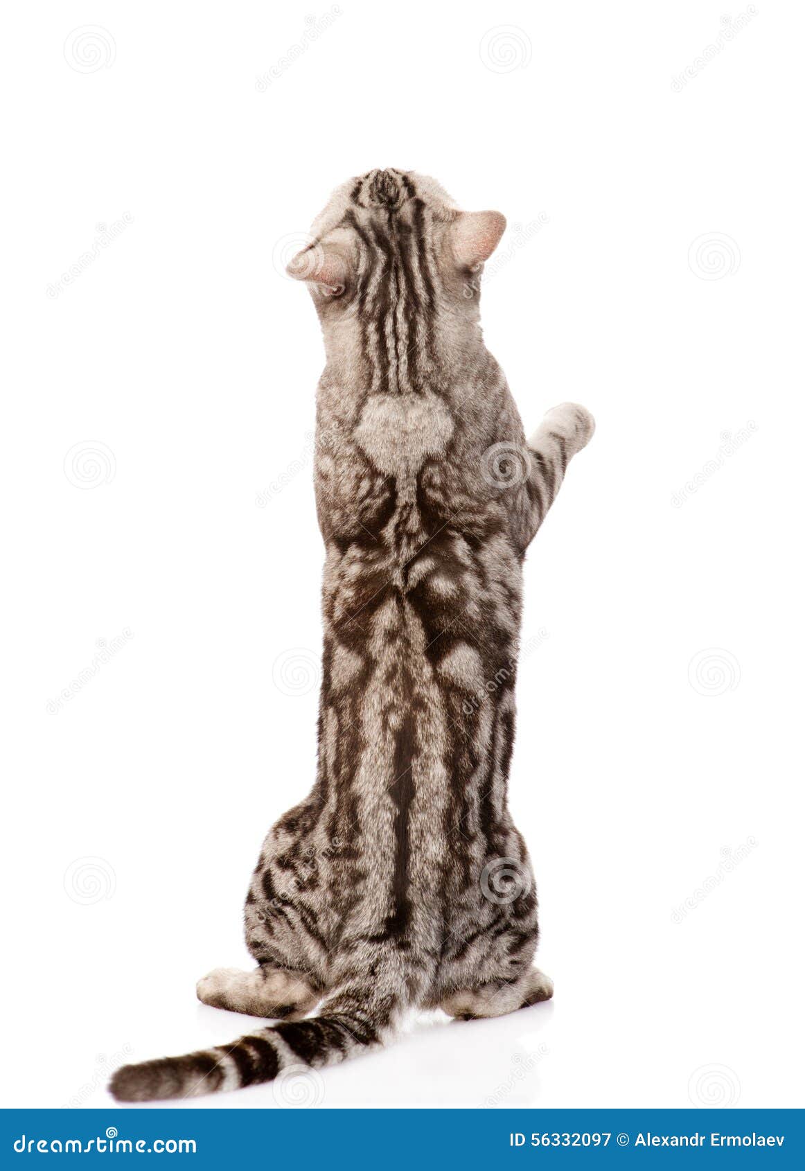 Playful Tabby Cat. Back View. Isolated On White Background Royalty-Free ...