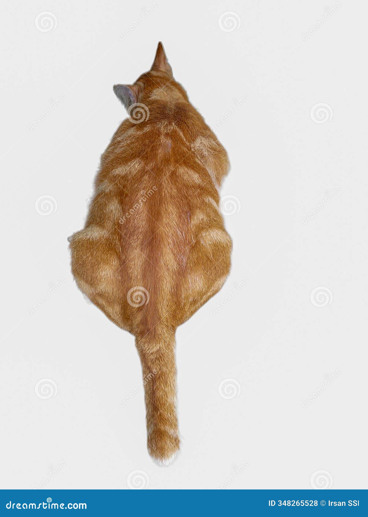 Stretching Tabby: a Top-Down View Stock Illustration - Illustration of ...