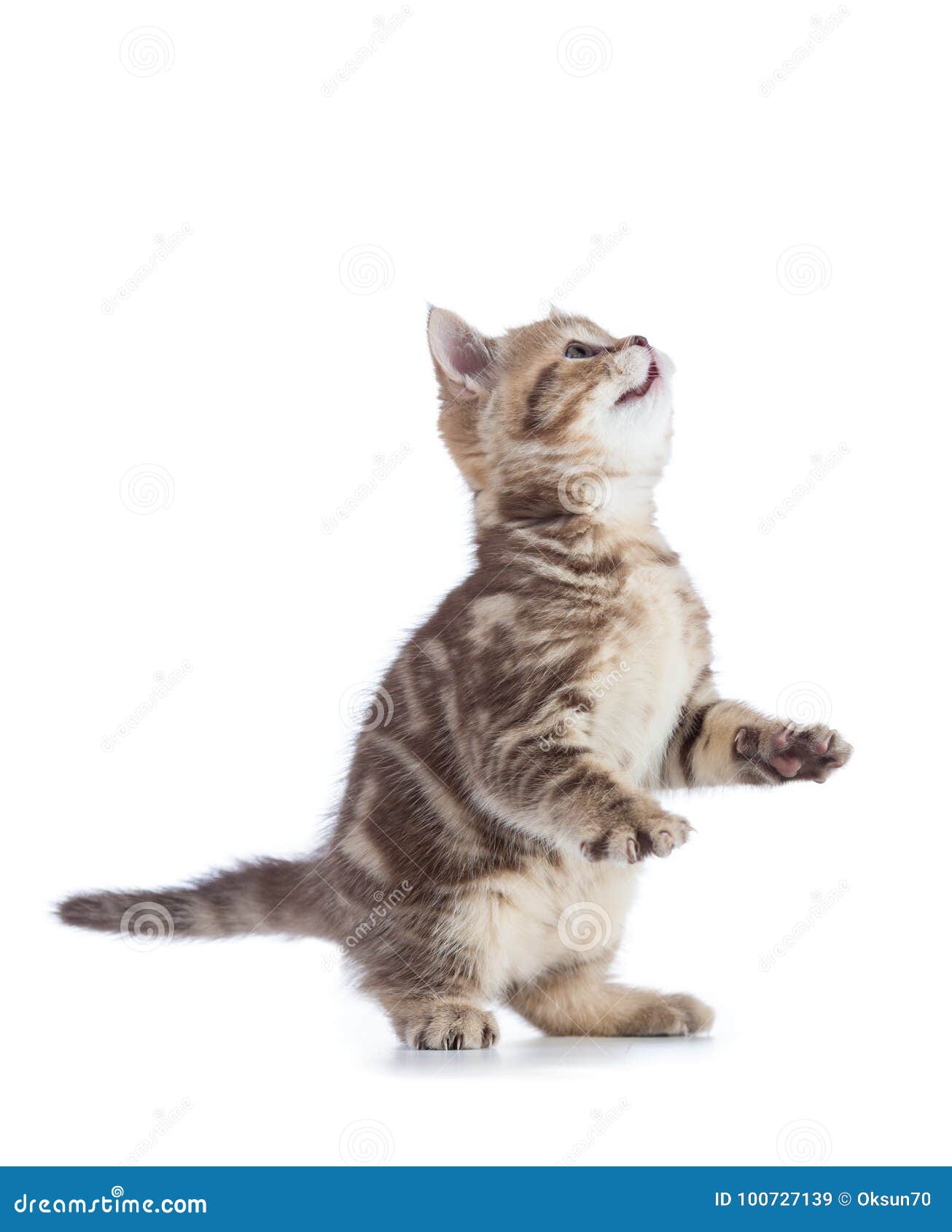 Playful Tabby Kitten Cat Looking Up Stock Image - Image of interested ...