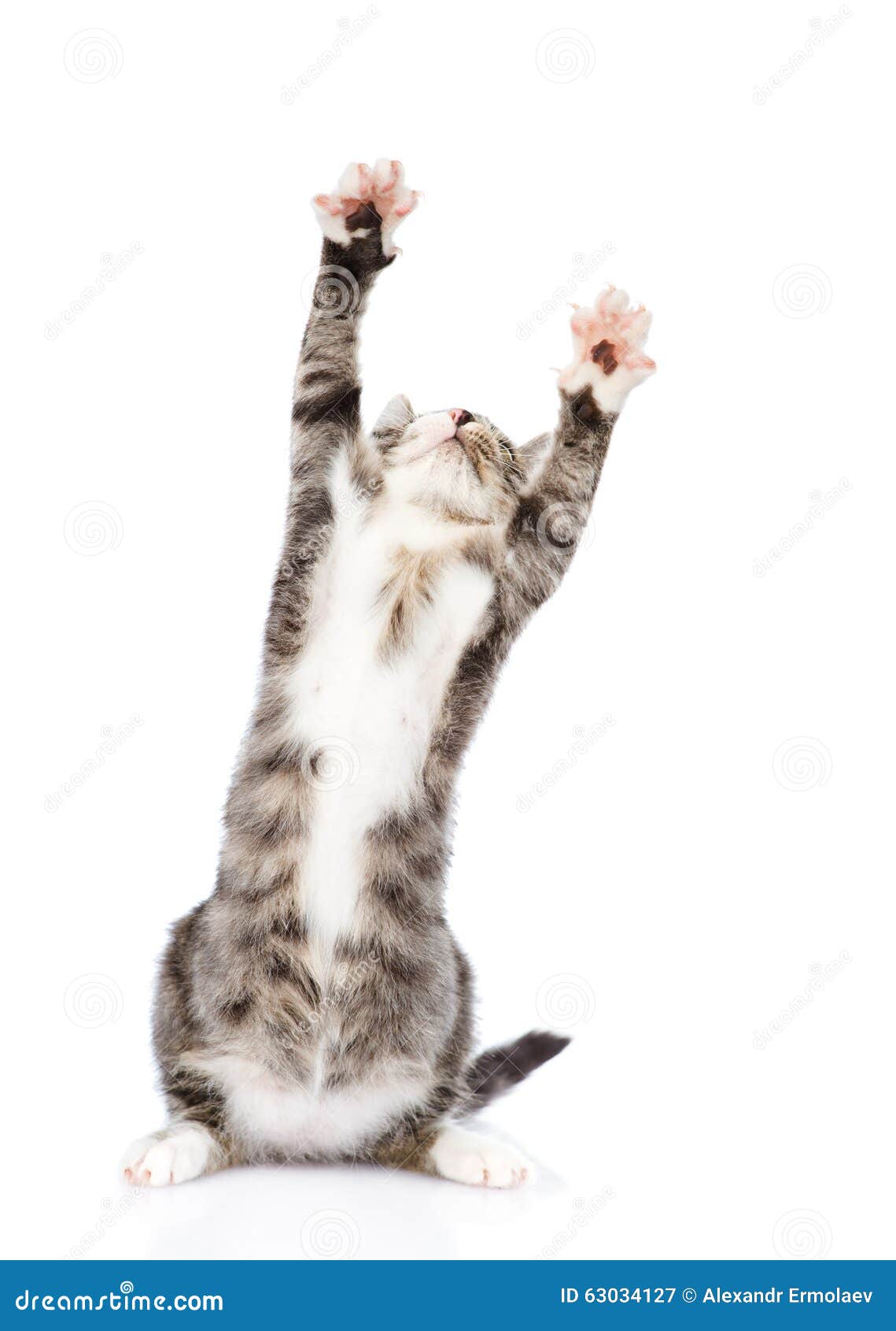 Playful Tabby Cat. Back View. Isolated On White Background Royalty-Free ...