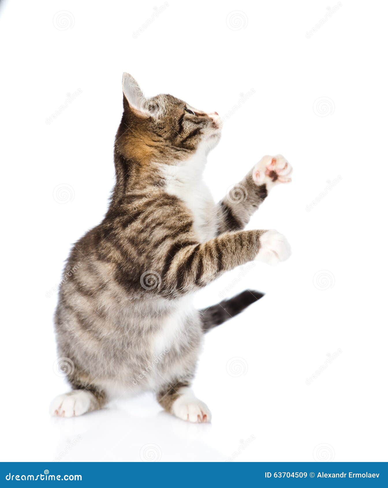 Playful Tabby Kitten in Profile Looking Up. Isolated on White Stock ...