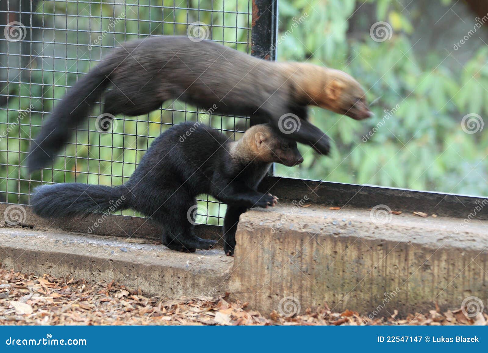 Playful tayras stock image. Image of couple, mammal, nature - 22547147