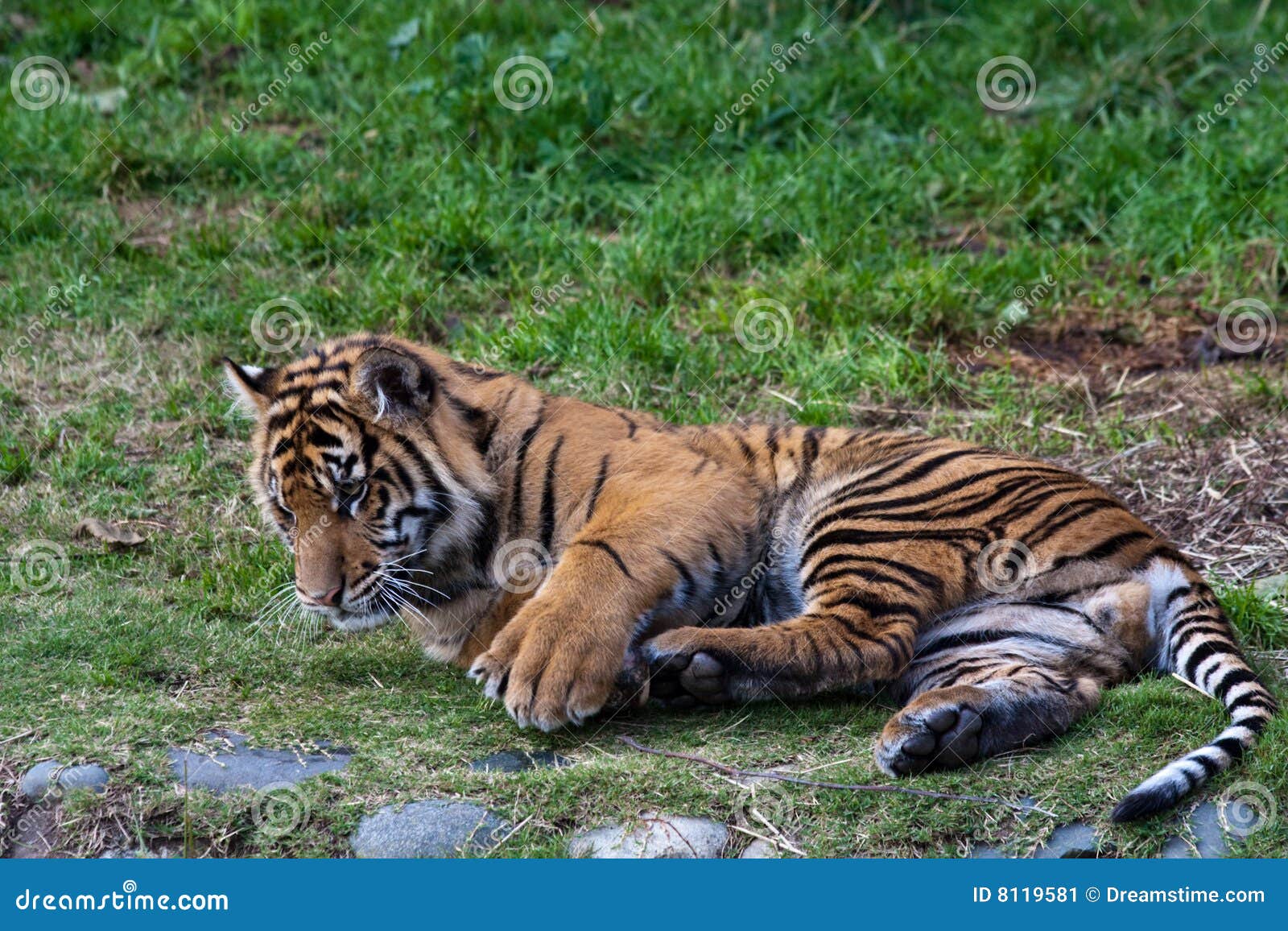 Playful Tiger Cub stock image. Image of panther, green - 8119581