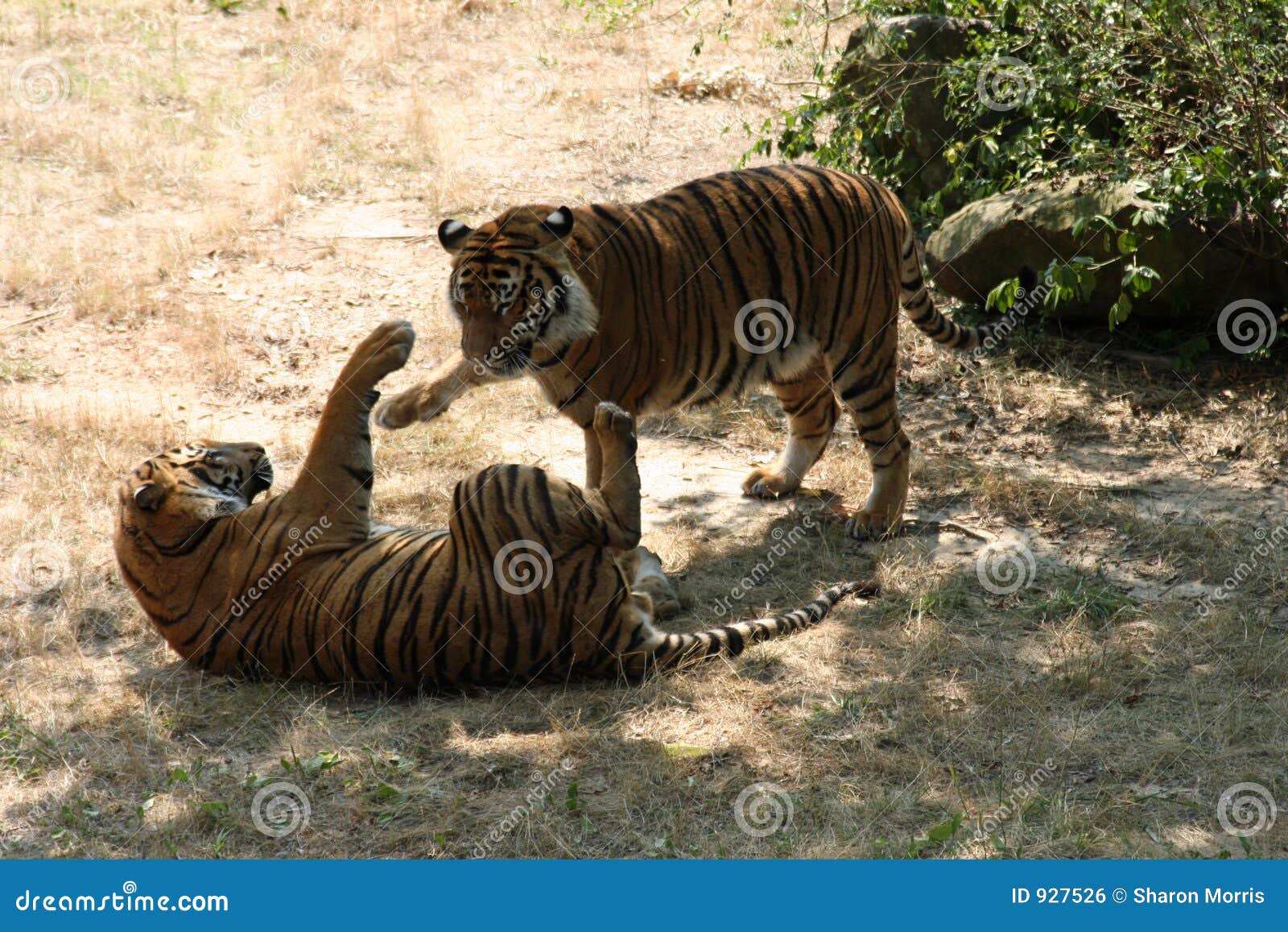 Playful Tigers stock photo. Image of wild, playful, male - 927526
