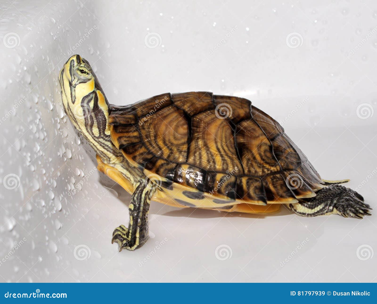 Playful turtle stock image. Image of yellow, creature - 81797939
