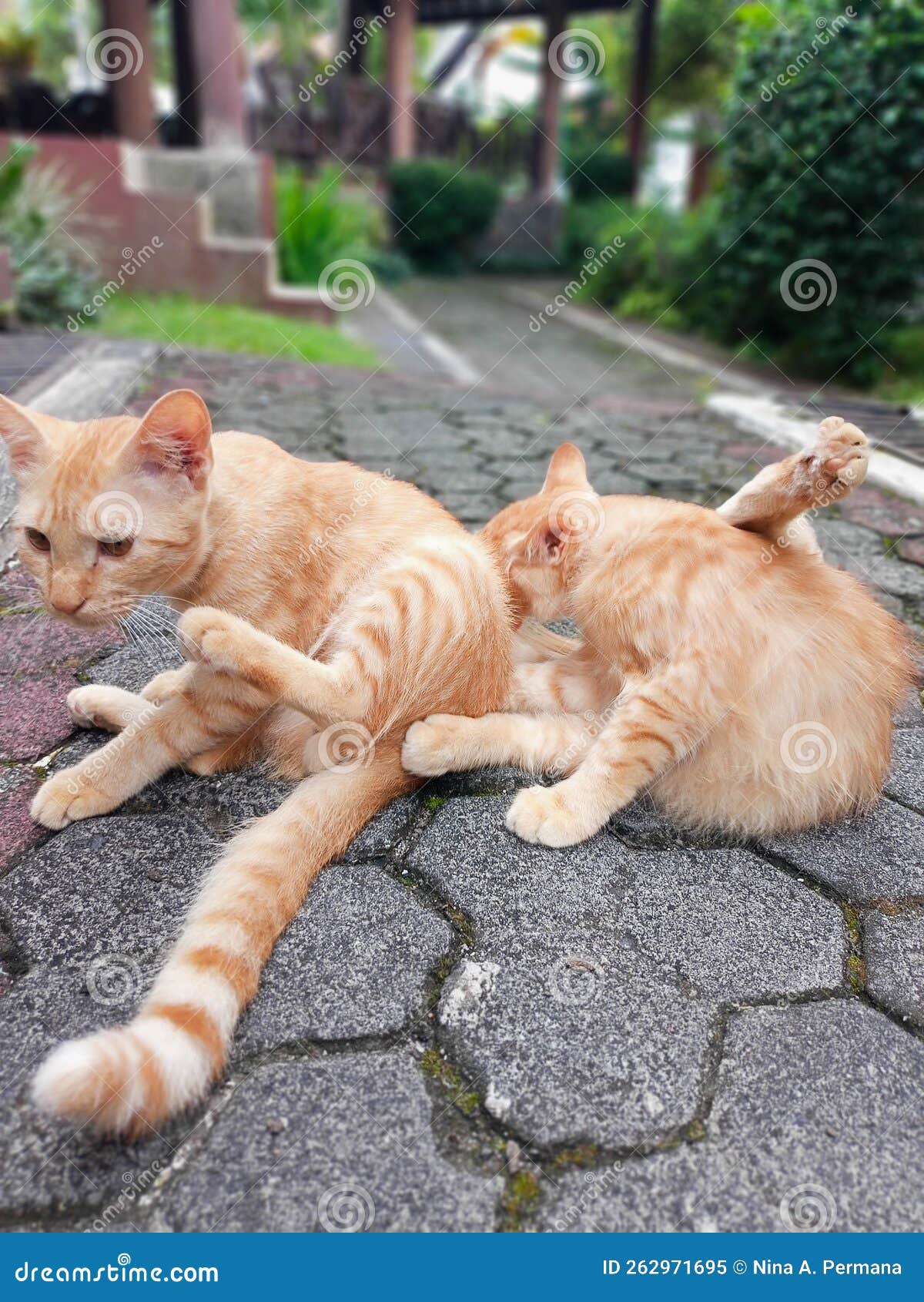 Ginger cats and grooming stock image. Image of grooming - 262971695