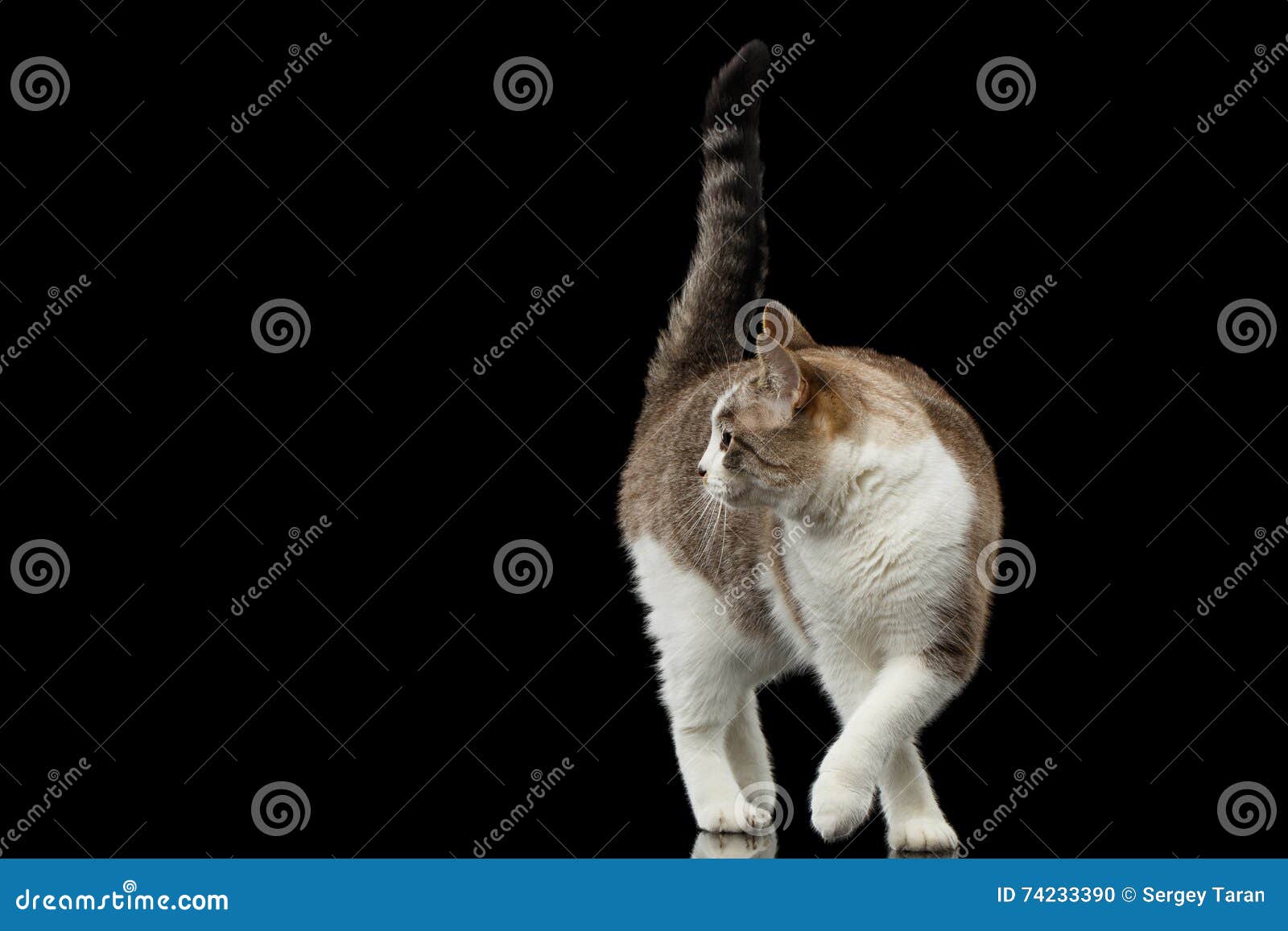 Playful Walking White Cat Crouching on Isolated Black Background Stock ...