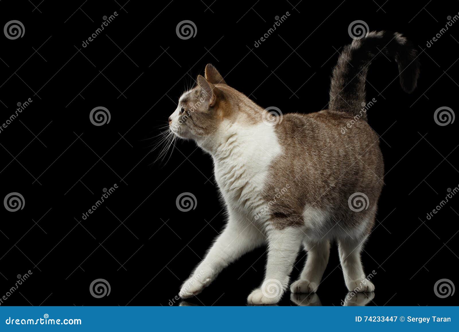 Playful Walking White Cat Crouching on Isolated Black Background Stock ...