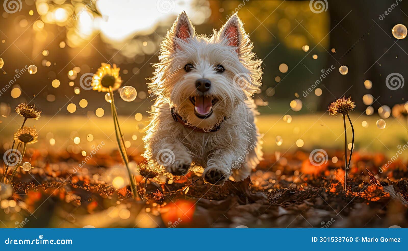 Playful Westie Dog Running in a Park during Sunset Created with ...
