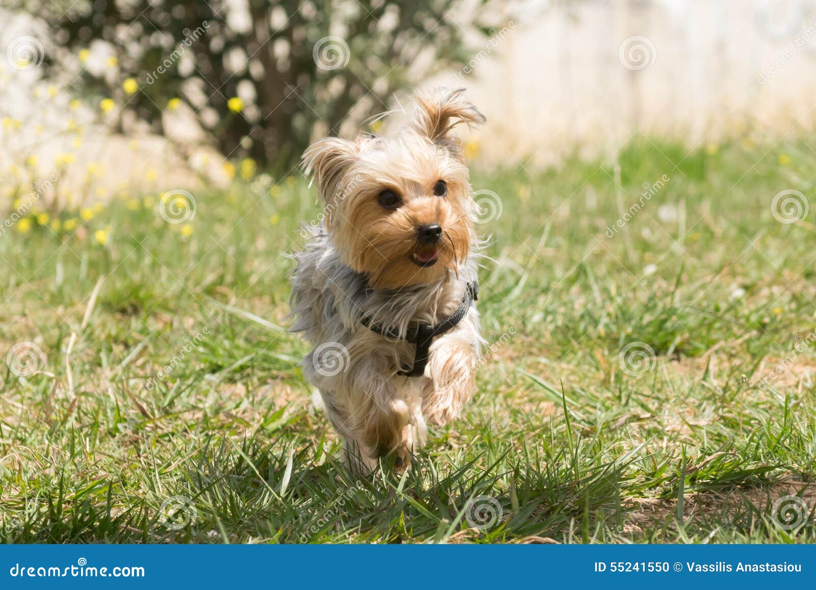Playful Yorkshire Terrier Running. Stock Photo - Image of lovely ...