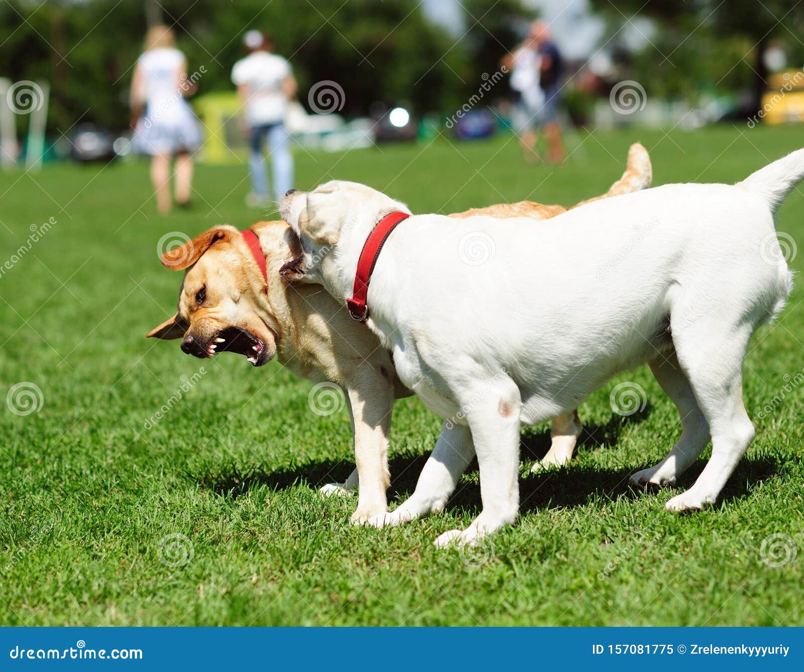 Playfull Dogs on the Green Grass Stock Image - Image of puppy, cute ...