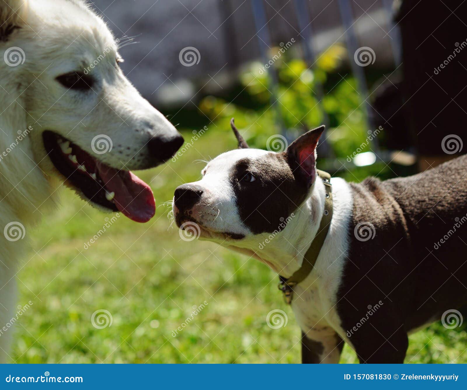 Playfull Dogs on the Green Grass Stock Photo - Image of garden, funny ...