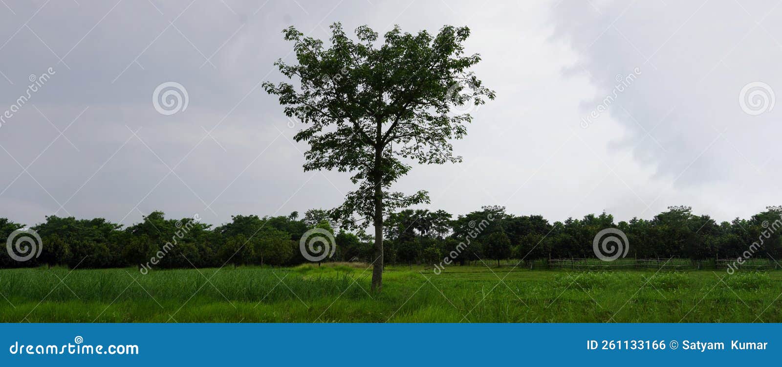 Playground - Trees Grass Field Leaves Stock Photo - Image of november ...