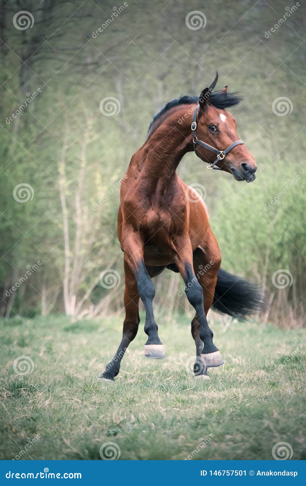 Playing Bay Oldenburg Stallion. Raining Stock Image - Image of beauty ...
