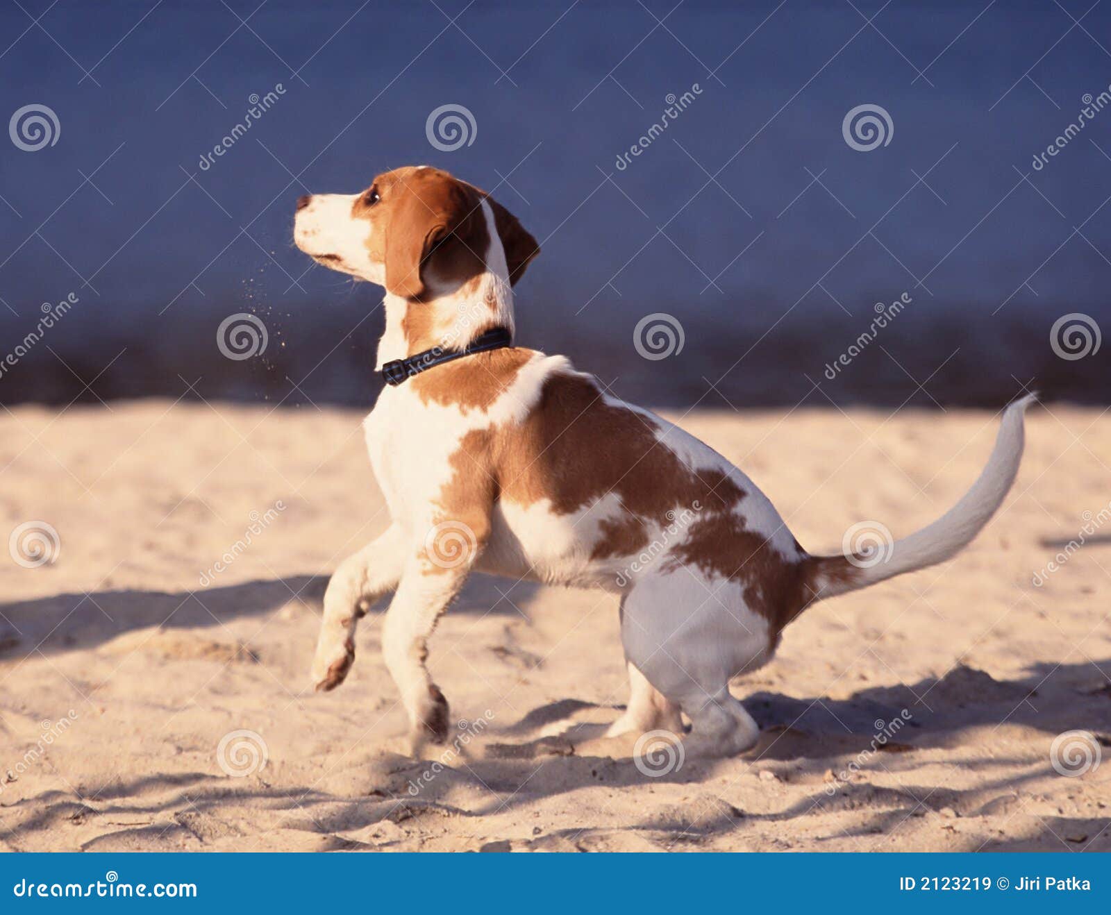 Playing beagle stock image. Image of doggy, beagle, pedigree - 2123219