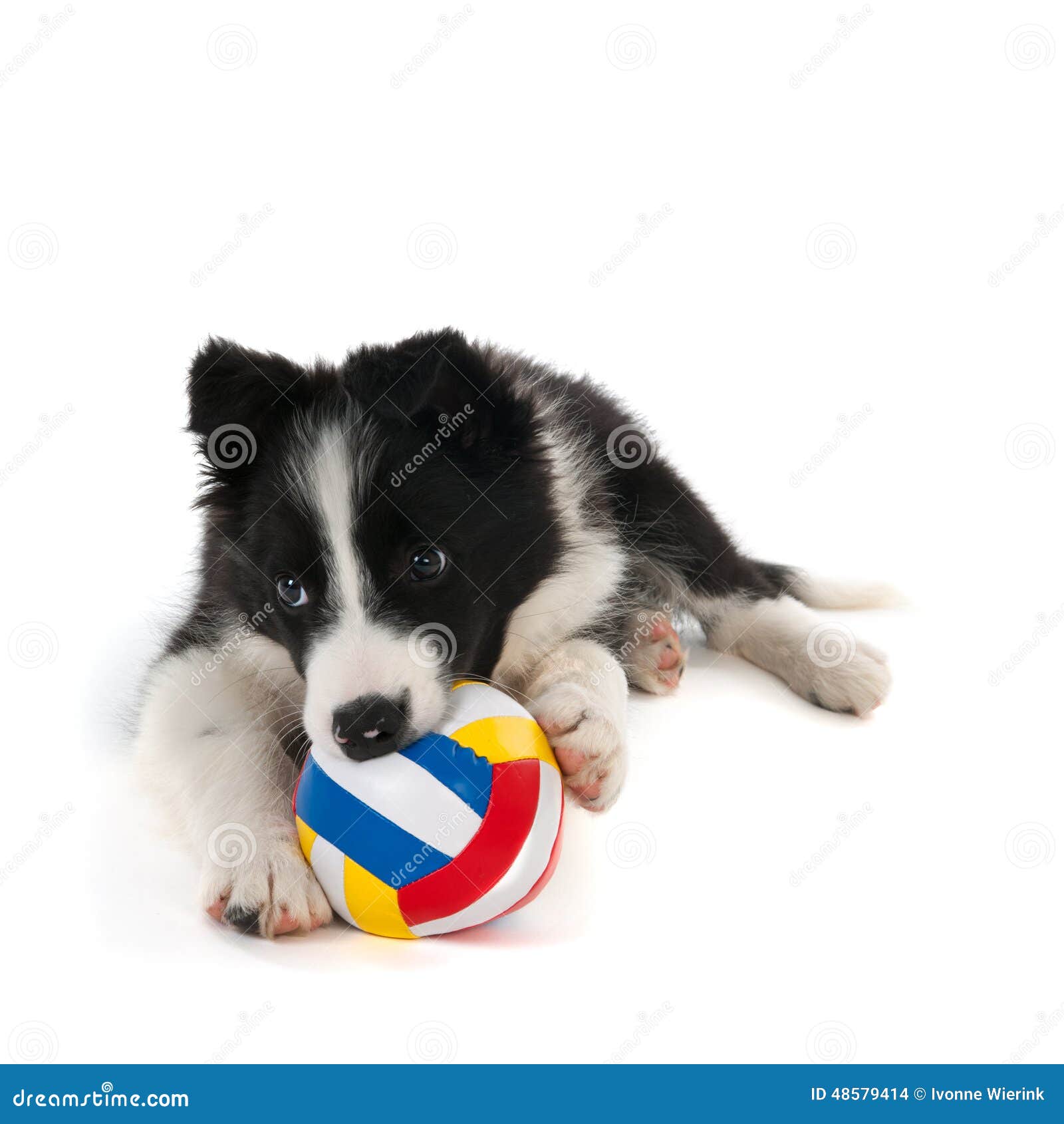 Playing Border Collie Puppy Stock Photo - Image of biting, doggy: 48579414
