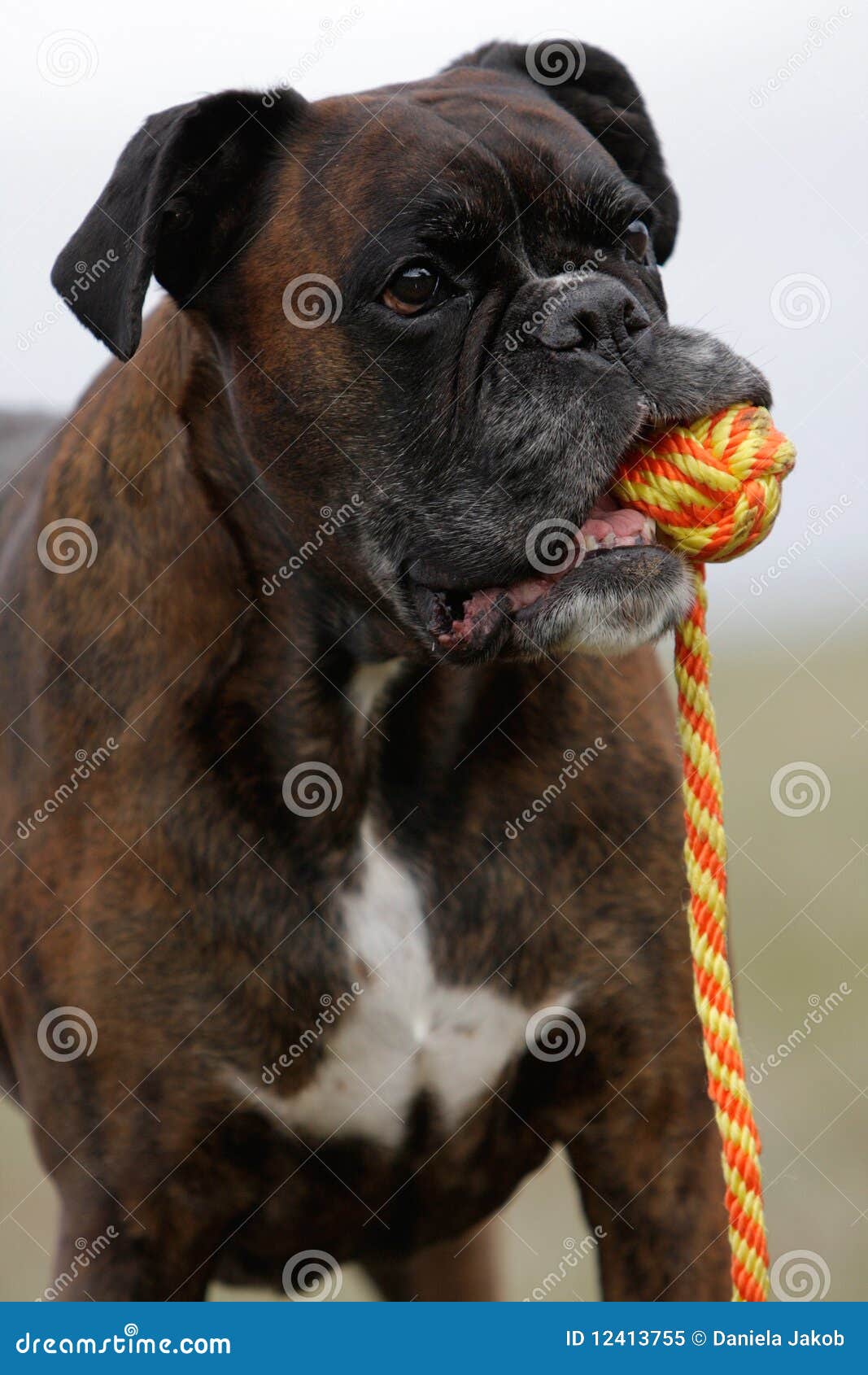 Playing boxer stock image. Image of joyful, happy, interested - 12413755