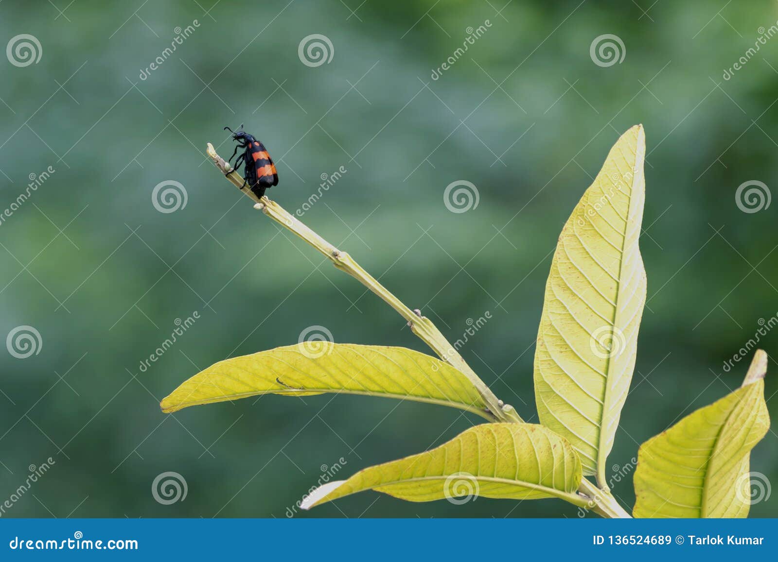 A Bug on tree branch stock image. Image of bugs, wild - 136524689