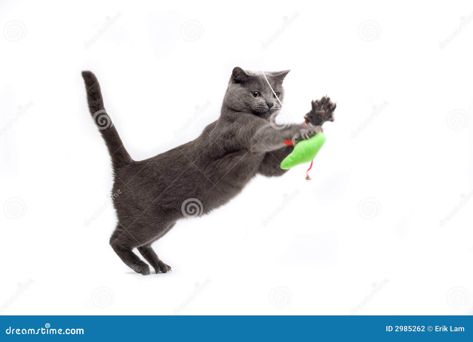 Playing Cat stock photo. Image of kitty, playful, jumping - 2985262