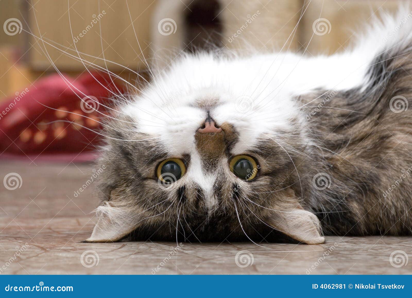 Playing cat stock image. Image of furry, housecat, prey - 4062981