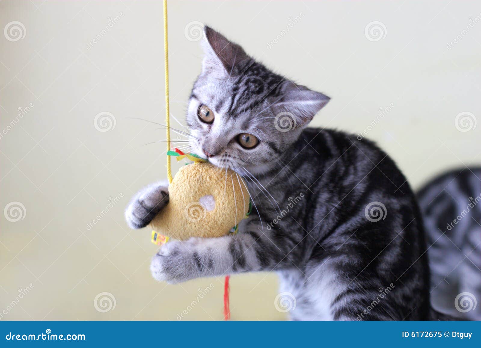 Playing cat stock image. Image of catling, hair, playing - 6172675
