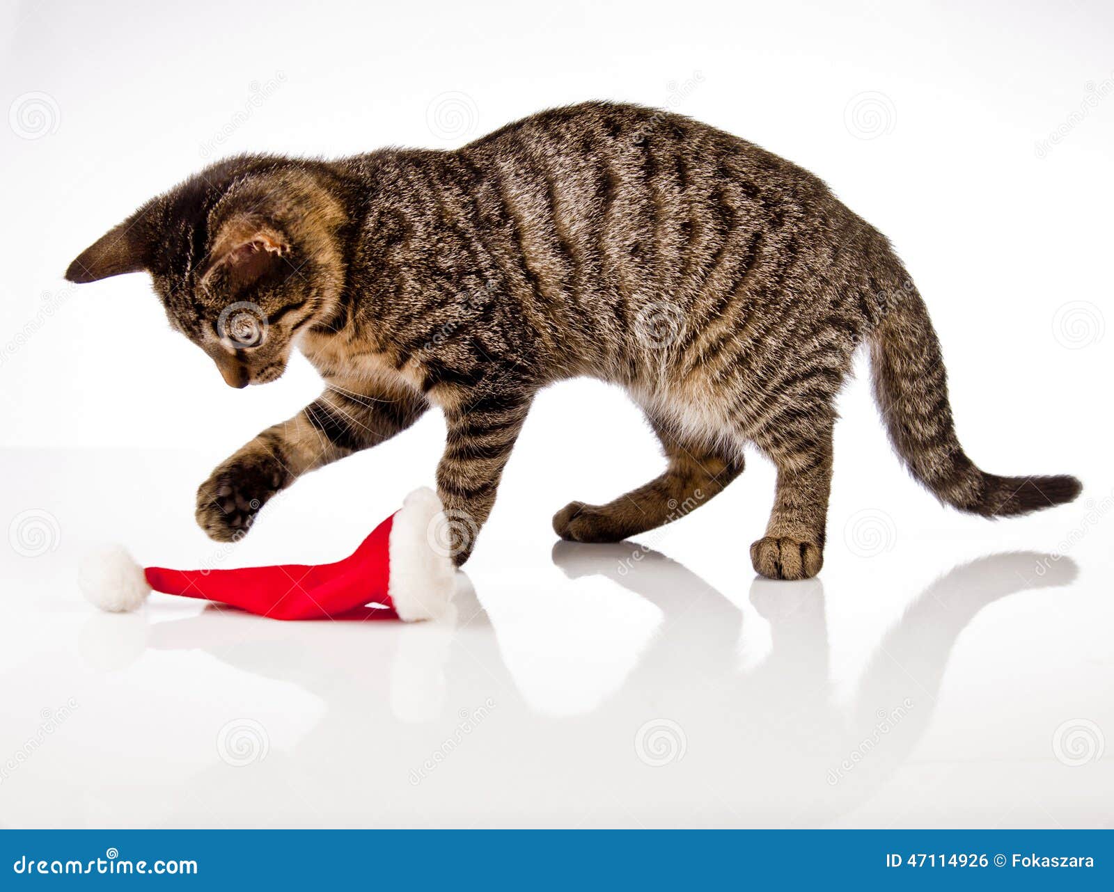 Playing cat, christmas stock photo. Image of flake, present - 47114926