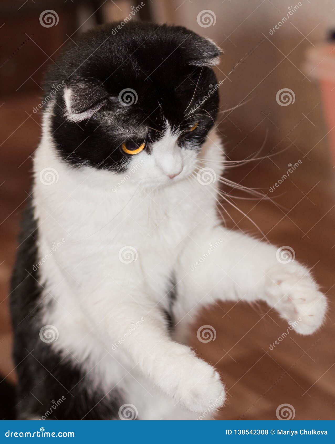 Playing cat stock photo. Image of beautiful, fold, white - 138542308