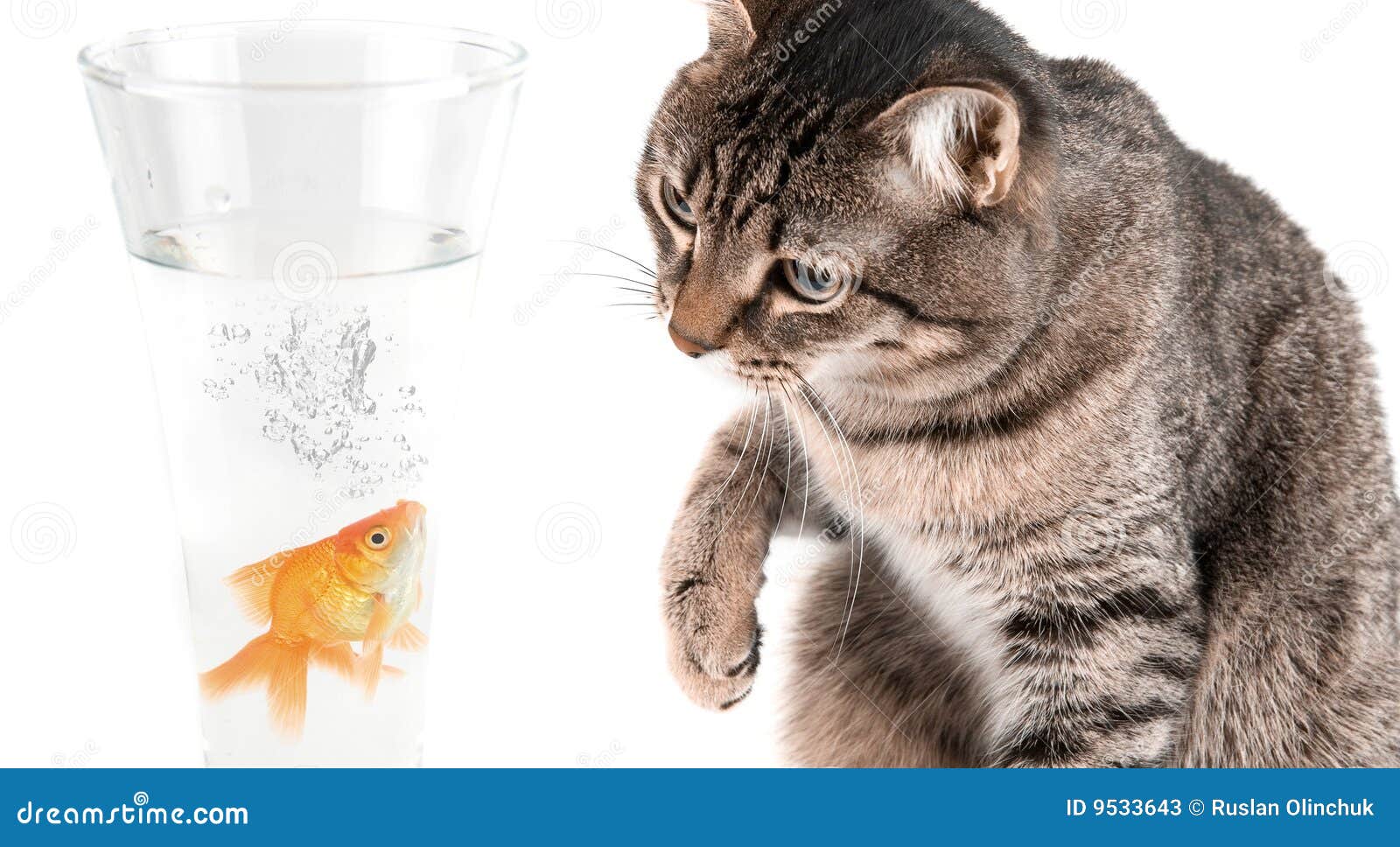 Playing cat and gold fish stock image. Image of color - 9533643
