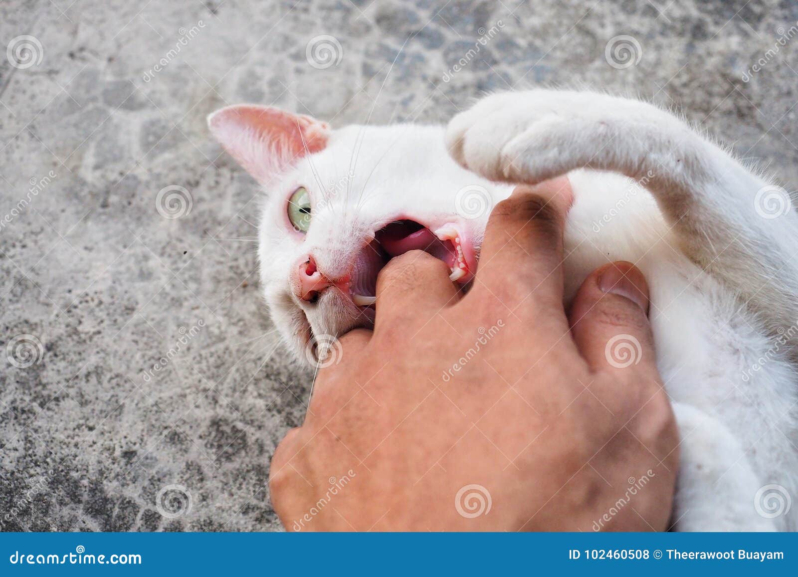 Red Ant Bite The Hand. Ant Biting On The Human Skin For Self-defense ...