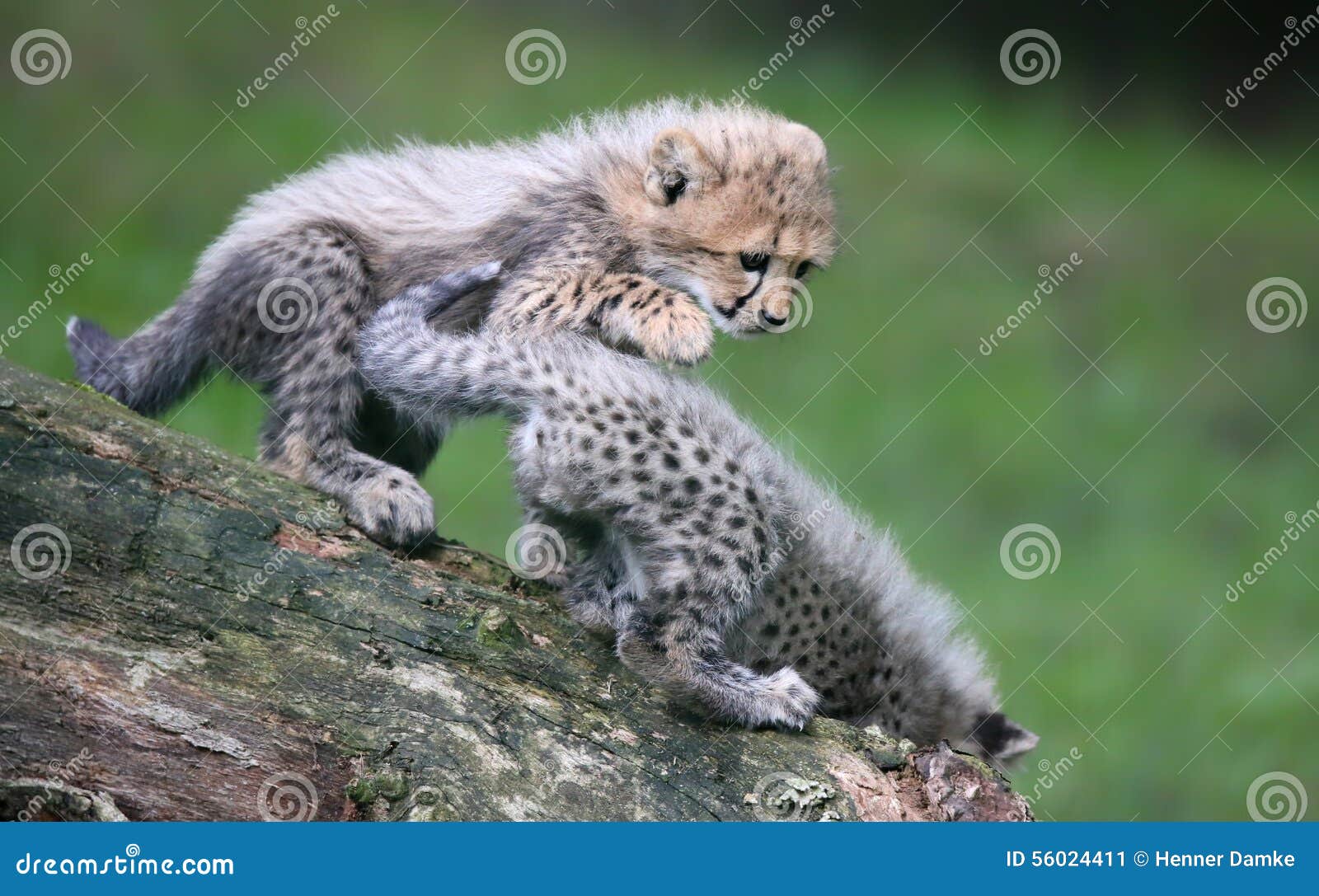 Playing Cheetah cubs 02 stock image. Image of little - 56024411