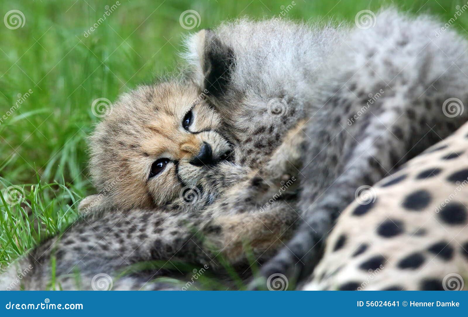Playing Cheetah cubs stock image. Image of ecology, cute - 56024641