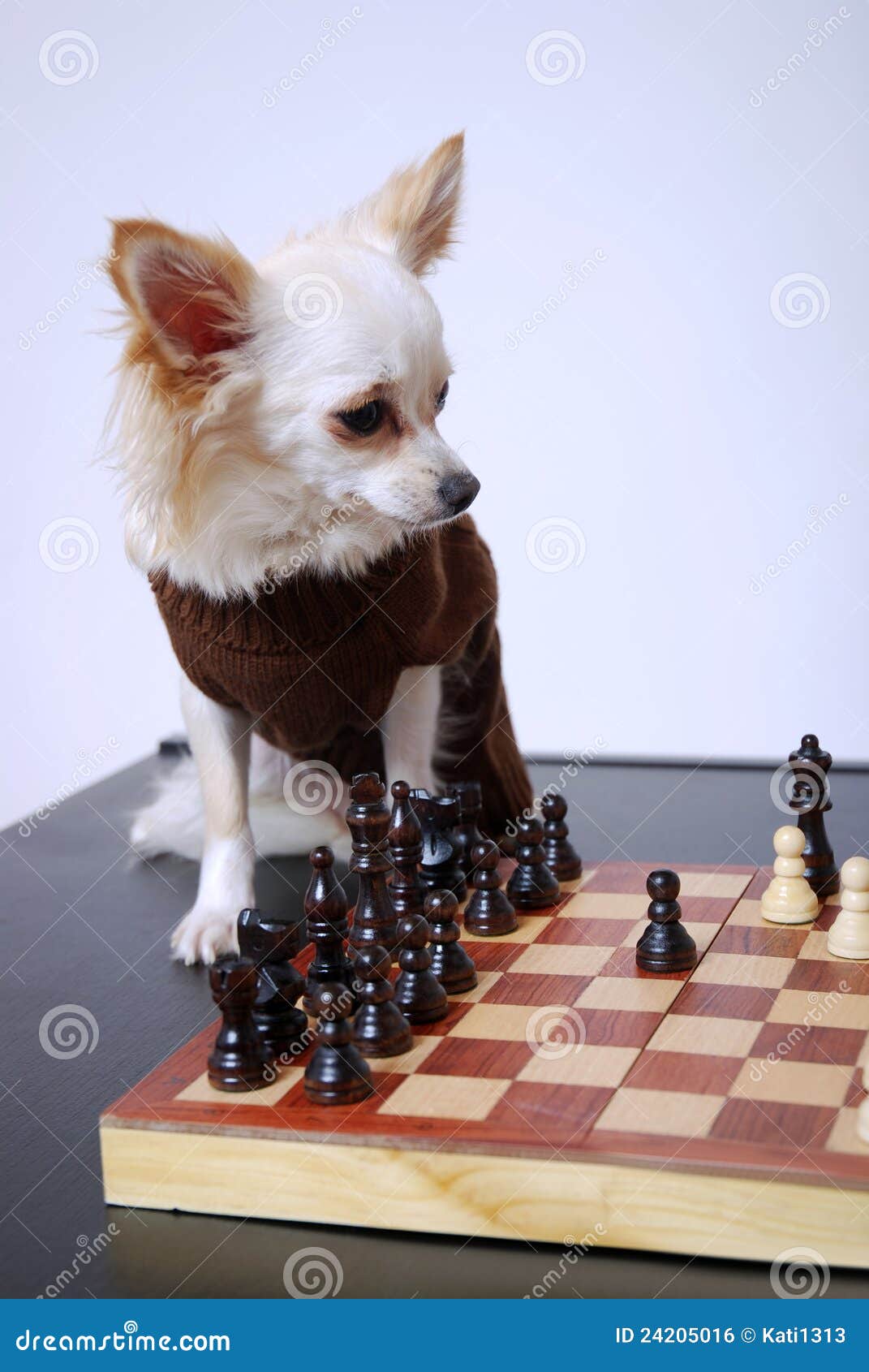 Playing chess stock photo. Image of dogs, player, smart - 24205016