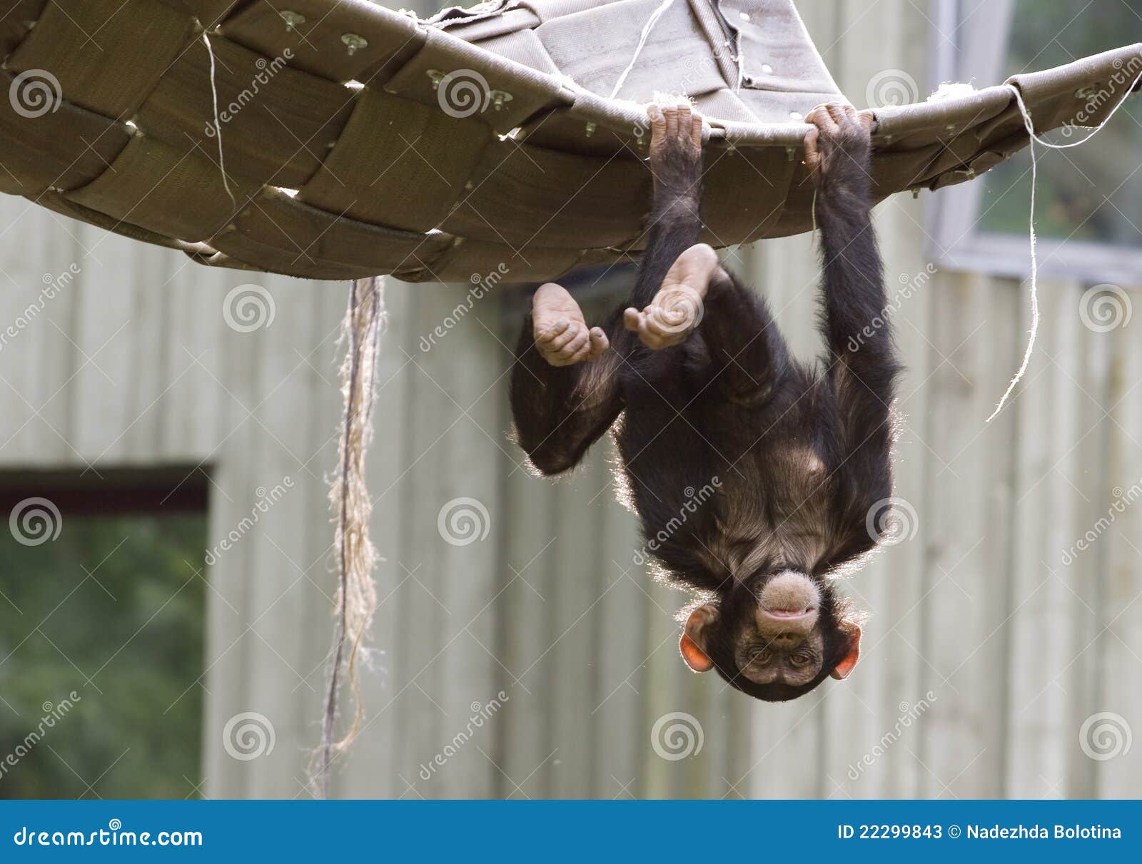 Playing chimpanzee stock image. Image of beast, black - 22299843