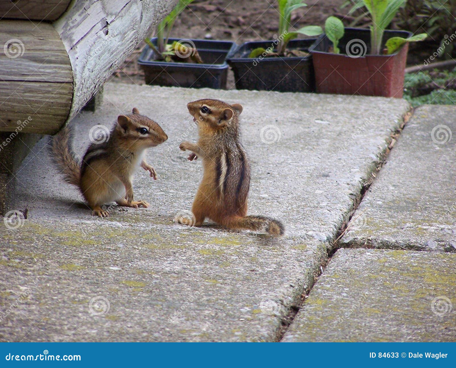 Playing Chipmunks stock image. Image of pair, tamias, dance - 84633