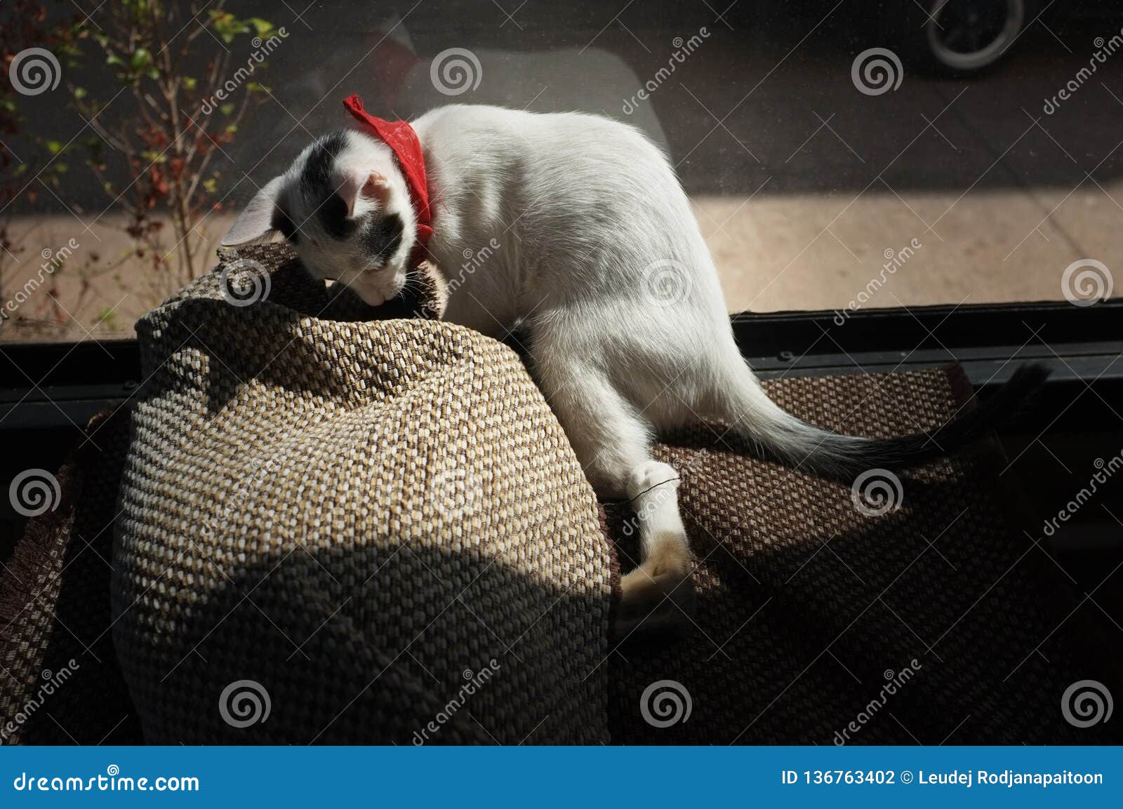 Playing the Cute Cat in the Carpet Stock Photo - Image of kittens, paws ...