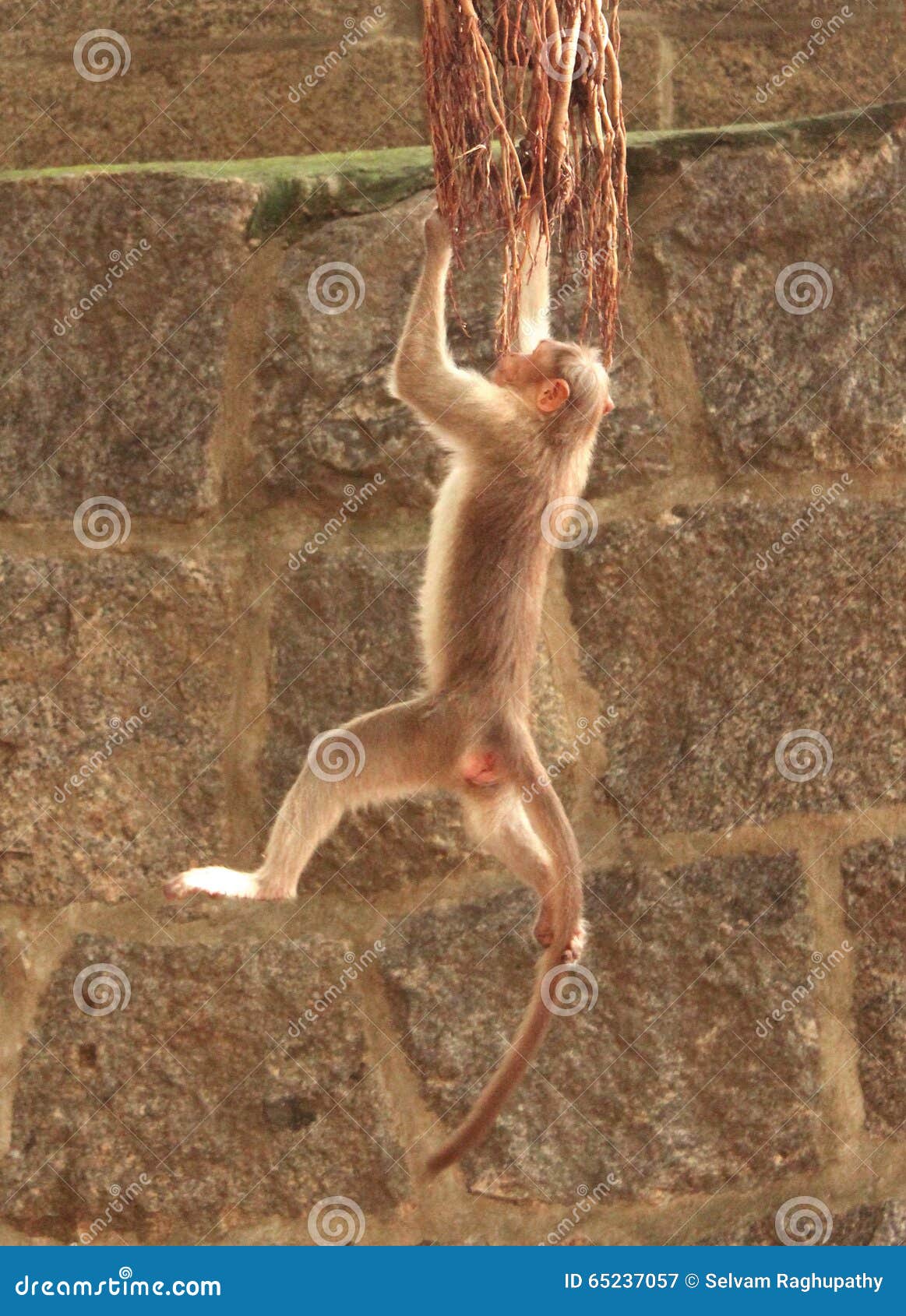 Cute Monkey Of India, Monkey Temple Or Galta Ji Temple In Jaipur ...